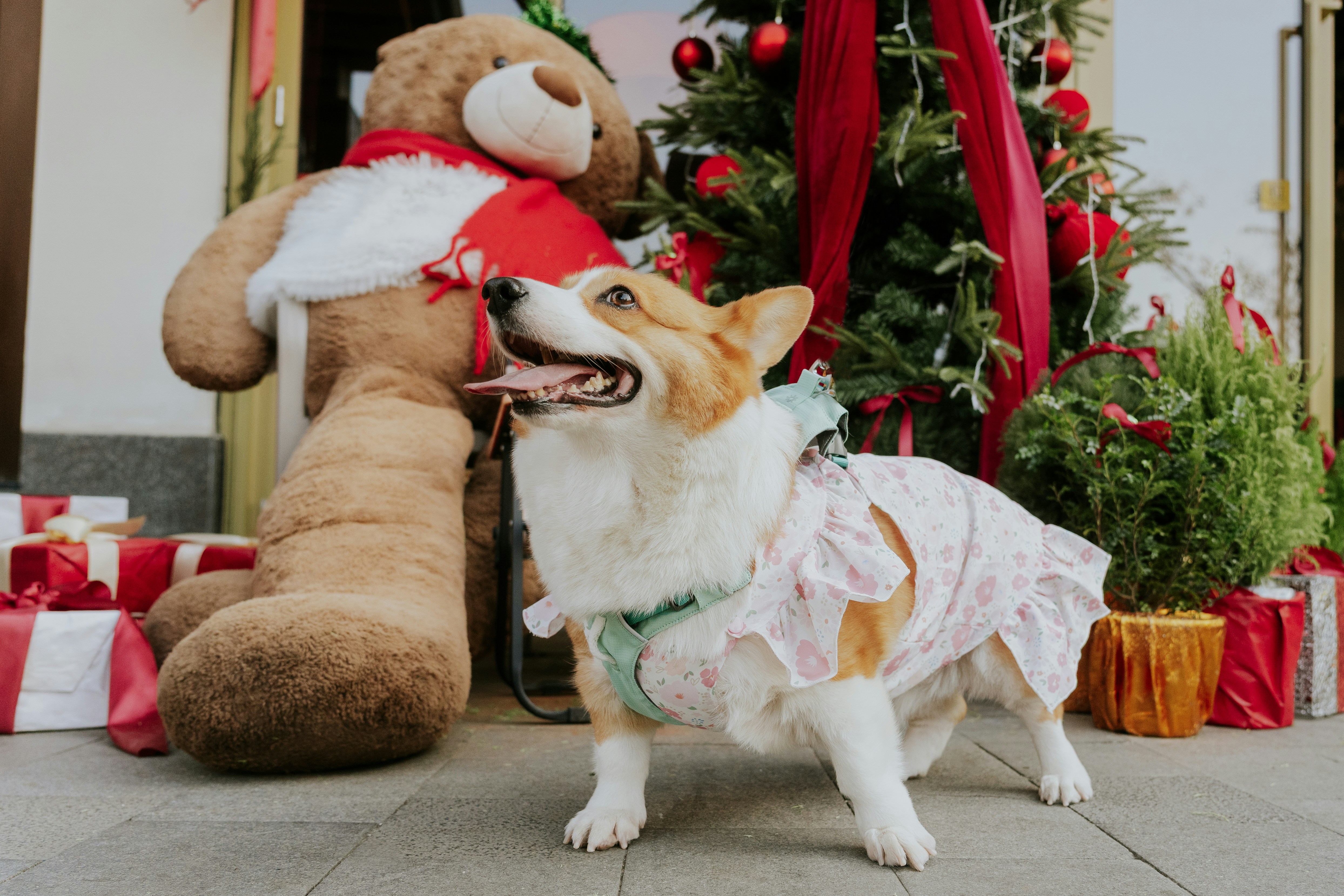 Corgi in Christmas Glow: Joy at the Plush Shopfront