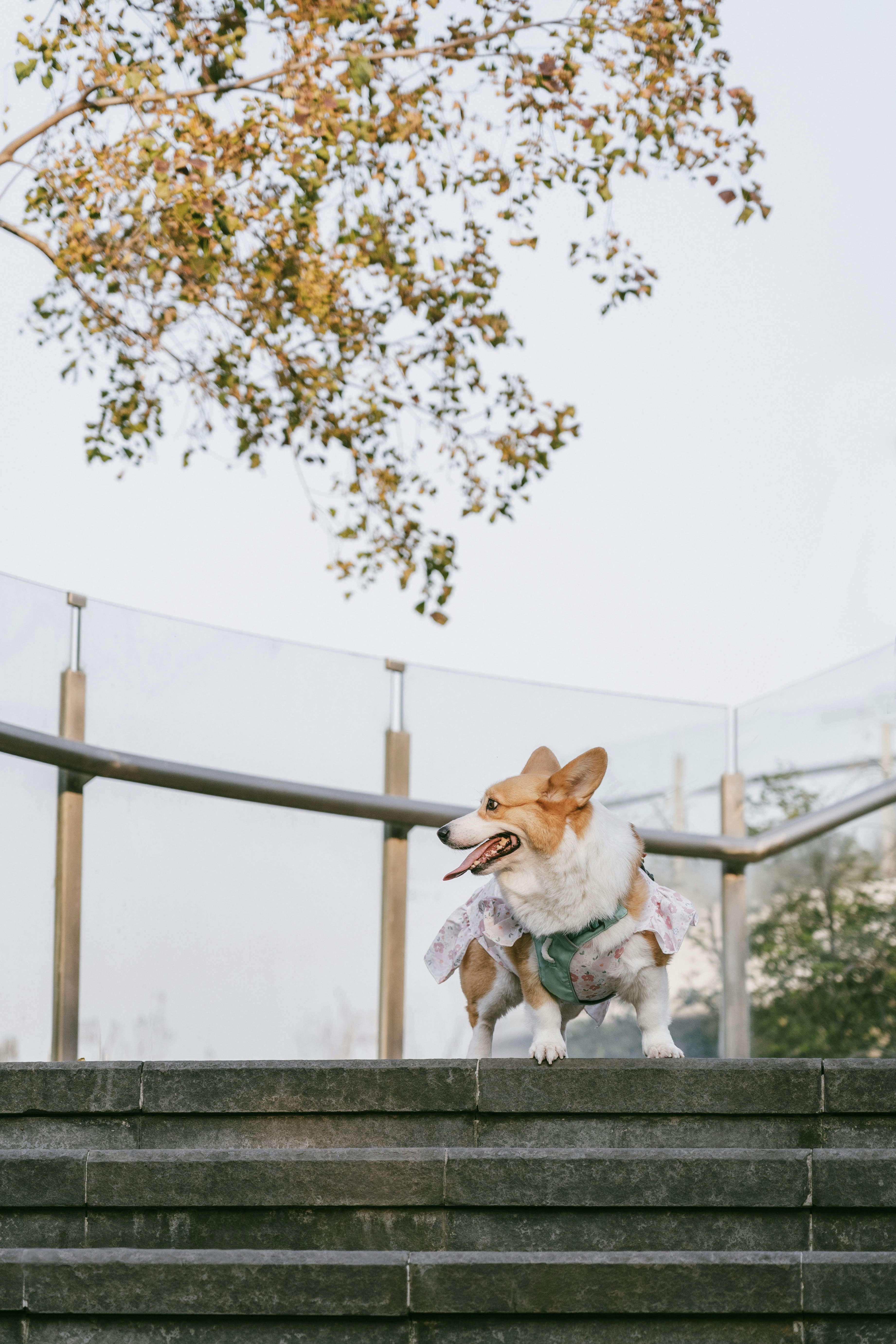 Corgi on Steps: Playful Pose Beneath Autumn Canopy