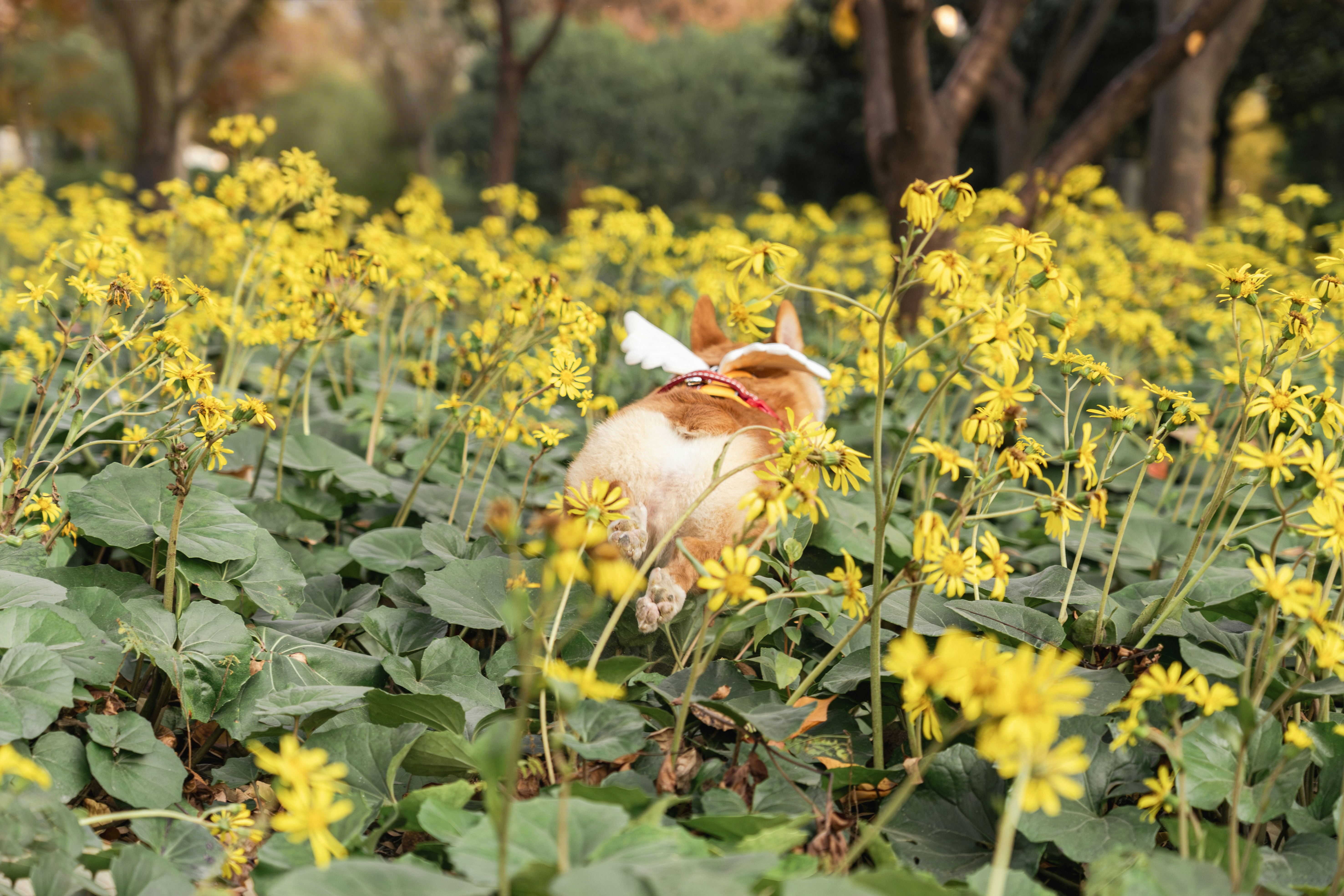 Sunlit Field of Mustard with Hidden Lamb