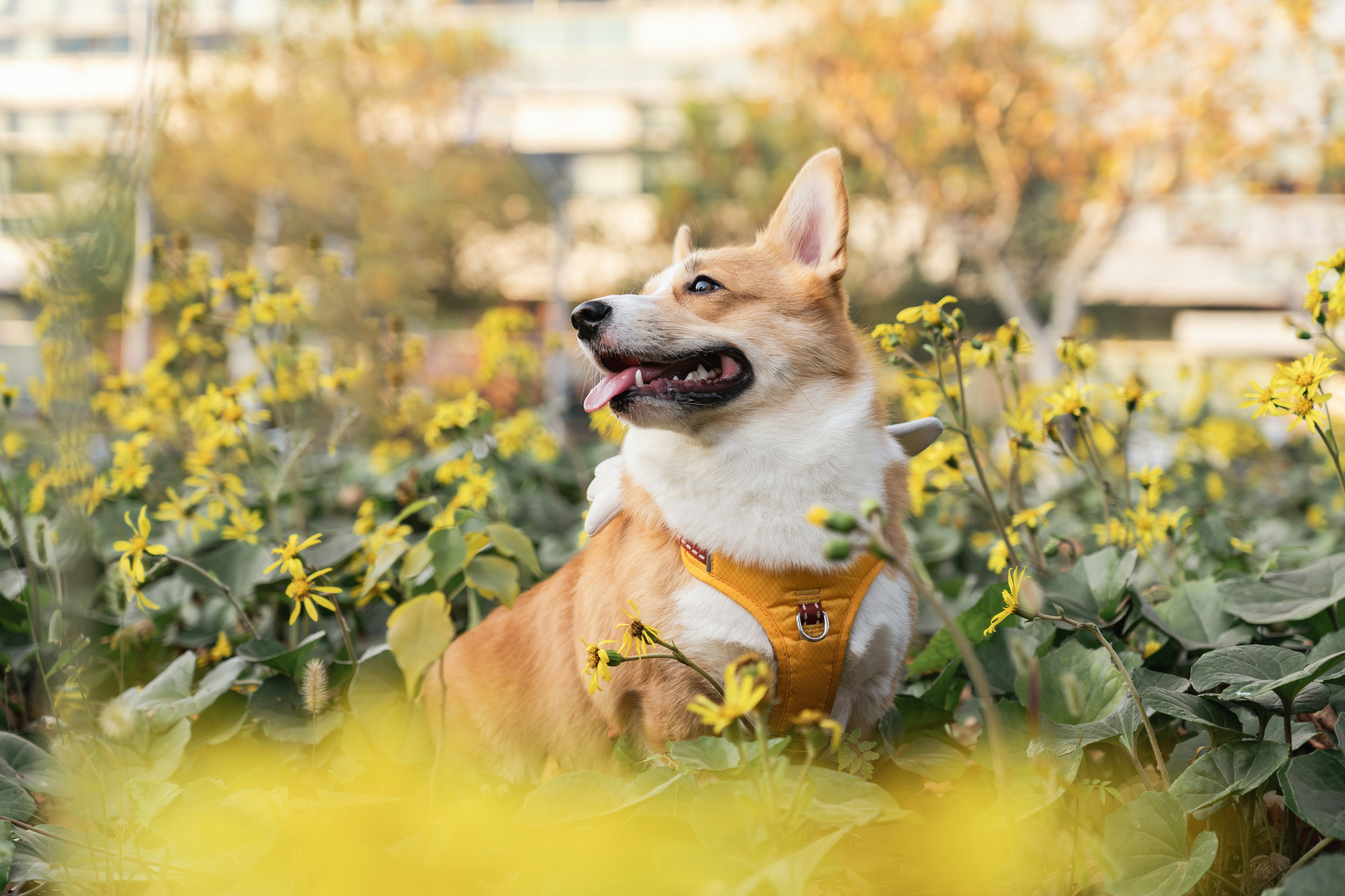 A Corgi (in a bright yellow harness) sits cheerfully amidst a field of sunny yellow flowers, with soft autumnal foliage in the background. Its mouth is open in a joyful grin, blending the vibrant blooms with warm seasonal charm—this scene feels lively and fresh, perfectly capturing the Corgi’s playful, endearing vibe.