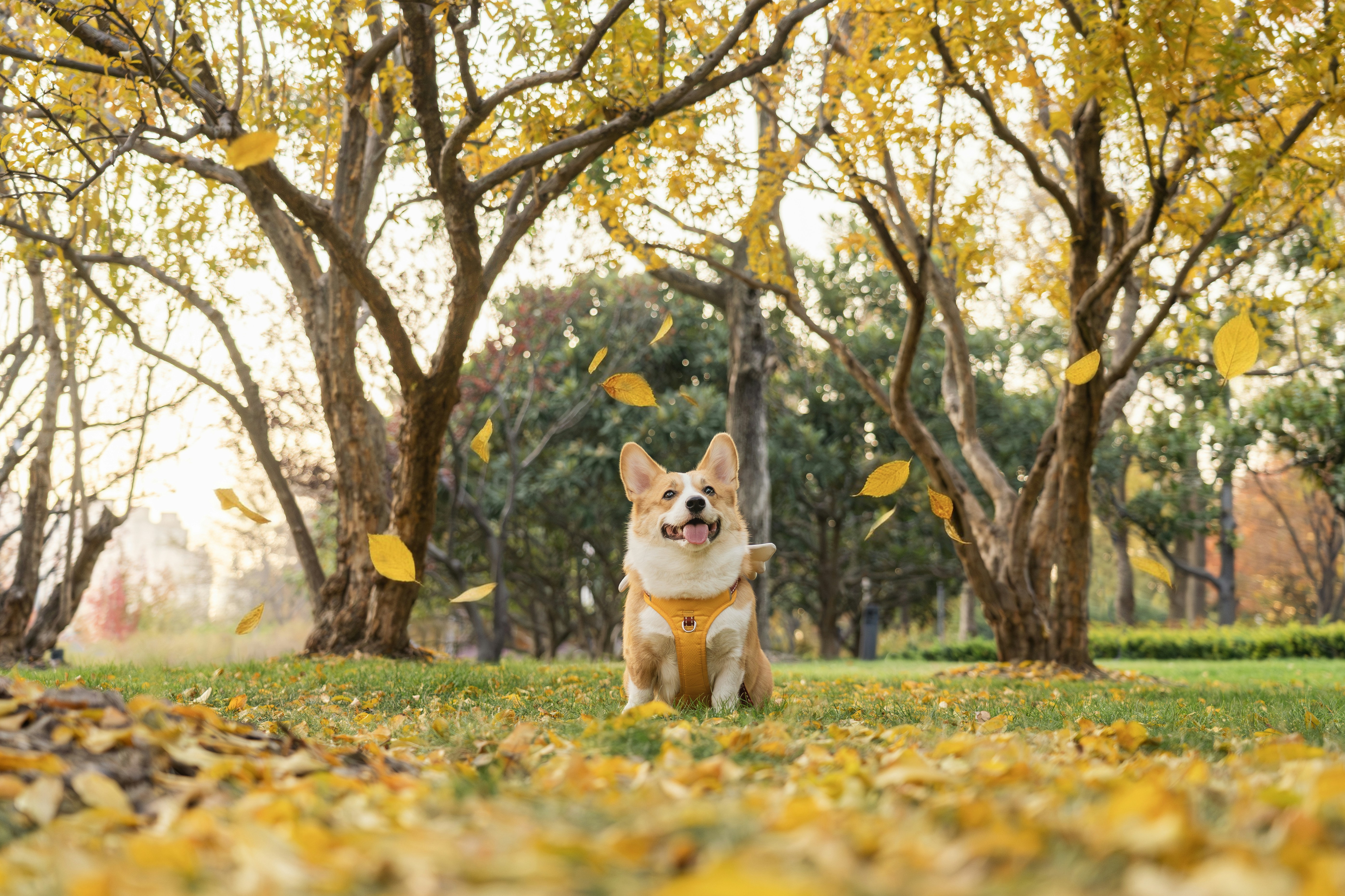 A Corgi (in a bright yellow harness) sits cheerfully in a park, surrounded by gently falling golden autumn leaves and leafy trees. Its mouth is open in a wide grin, turning the cozy seasonal backdrop into a magical, lively moment—this scene feels warm and whimsical, perfectly capturing the Corgi’s adorable, joyful charm.