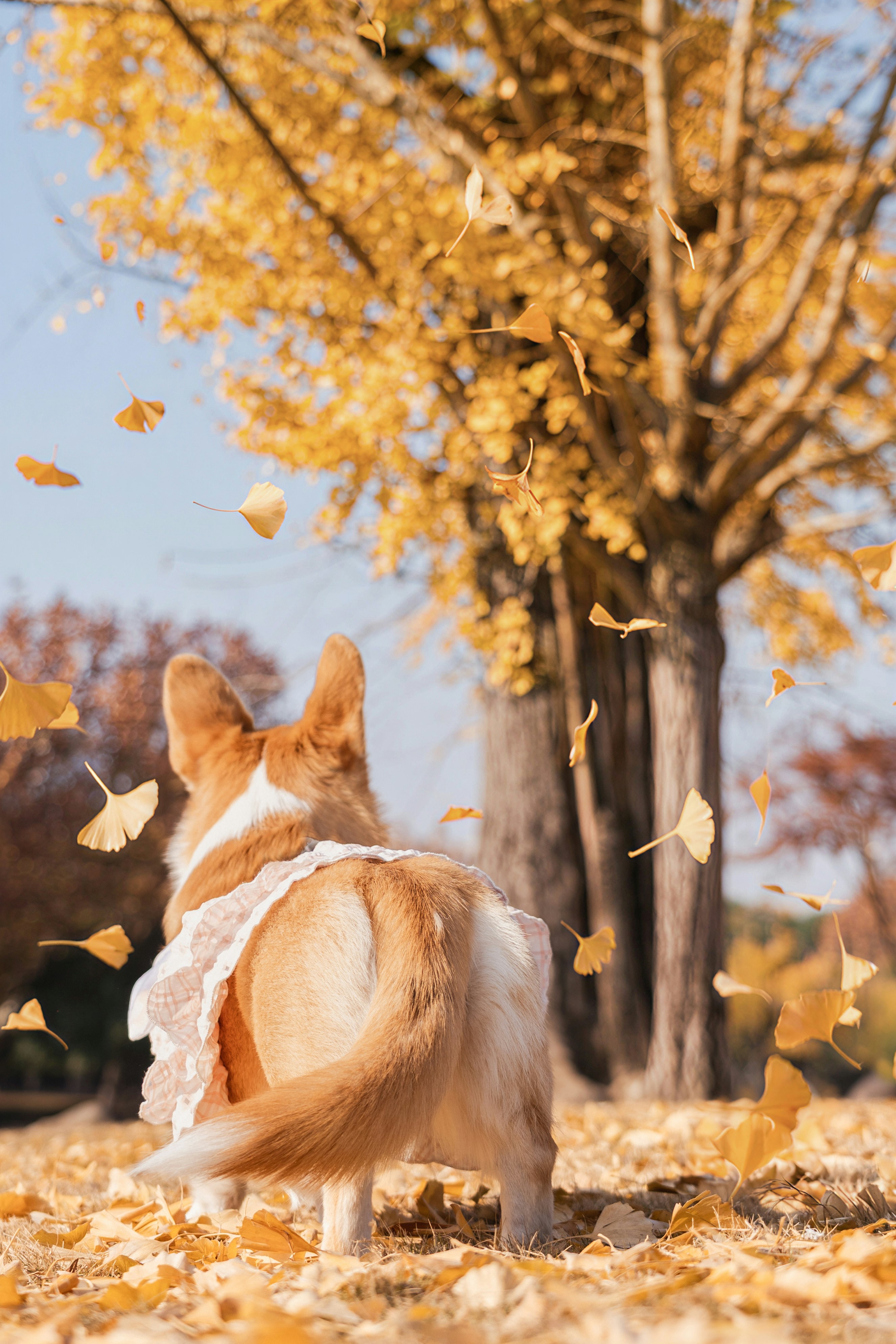 Autumn Bliss: A Shabby-Golden Paws Parade