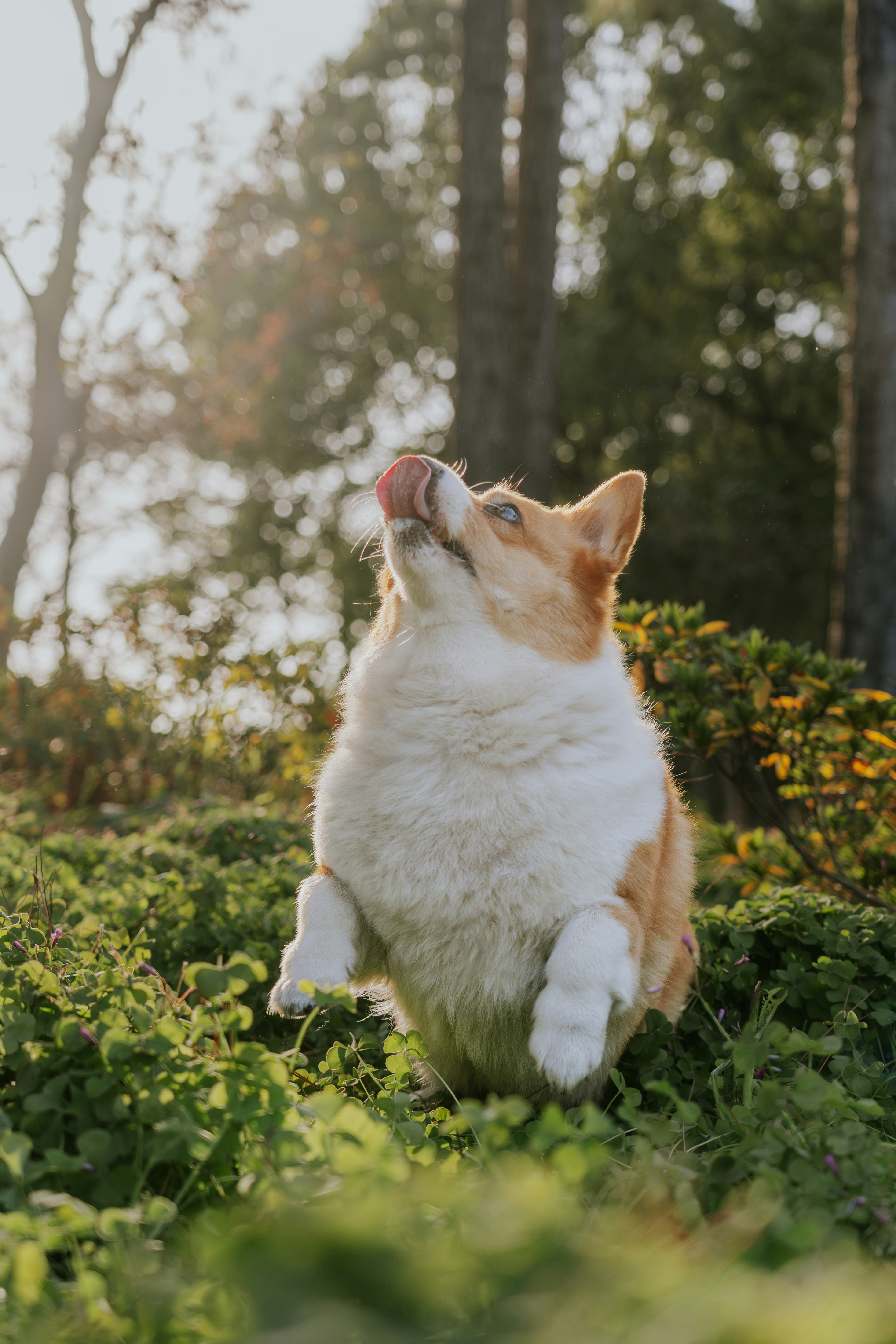 A Corgi stands on its hind legs in a sunlit, lush green woodland, tilting its head upward with tongue out in playful curiosity. The soft, dappled light and vibrant foliage frame its fluffy, cheerful form—this scene feels lively and endearing, perfectly capturing the Corgi’s mischievous, adorable charm.