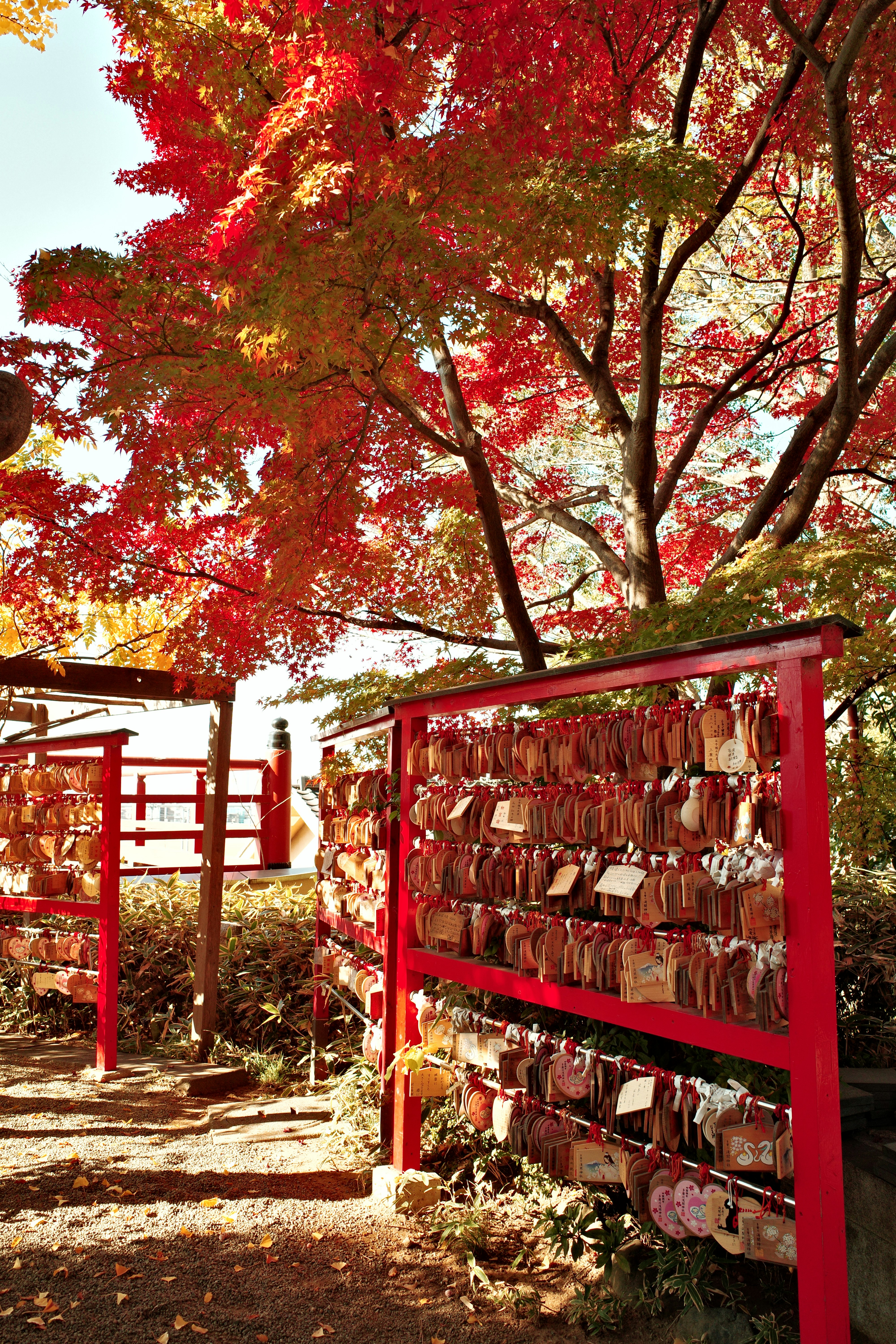 Red Maple Bouts of Color Over a Strings of Trinkets