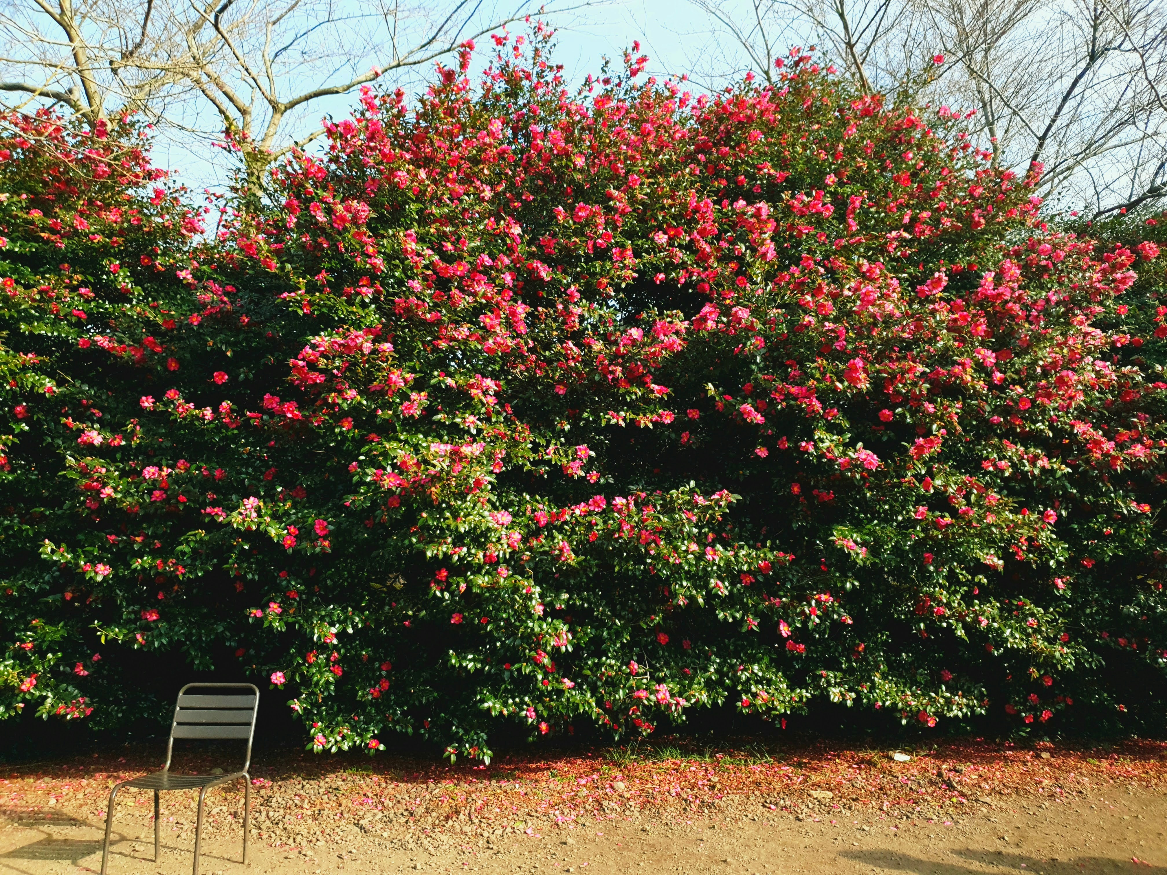 Pink Bougainvillea Immensity with a Lone Chair