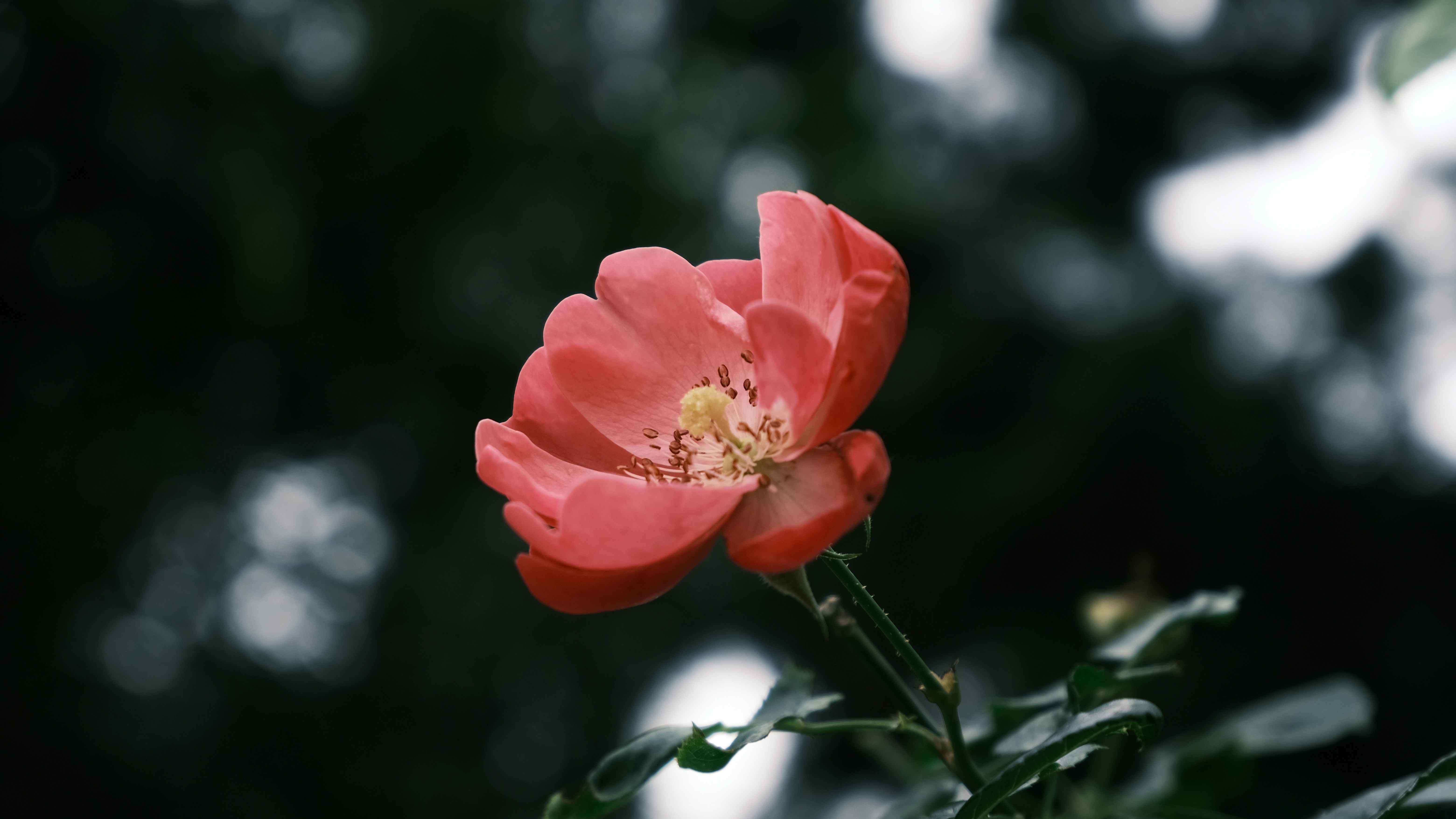 Petaled Spotlight: a single coral bloom in a moody garden