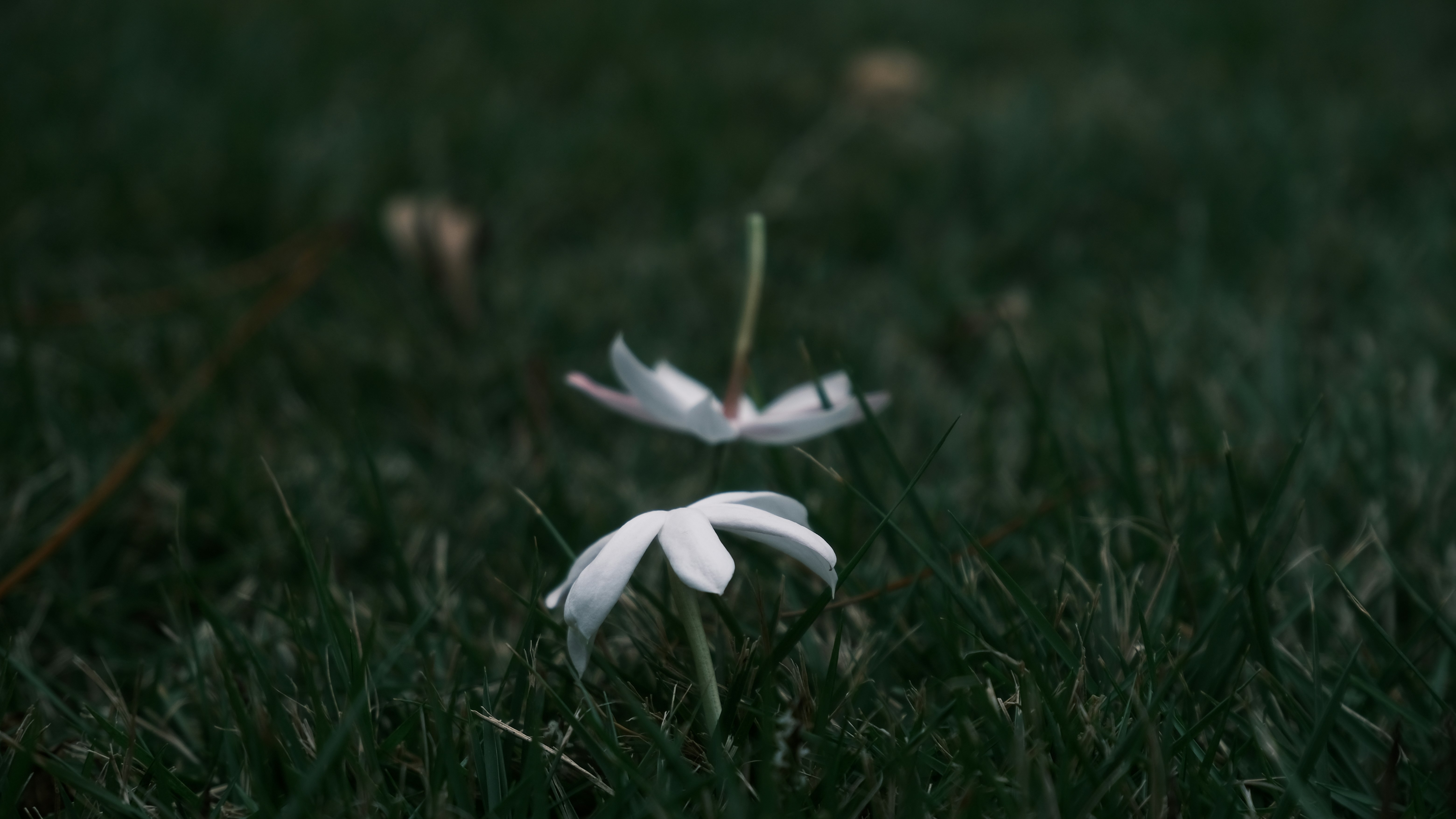 Whispering White Blossoms Amid Quiet Grass