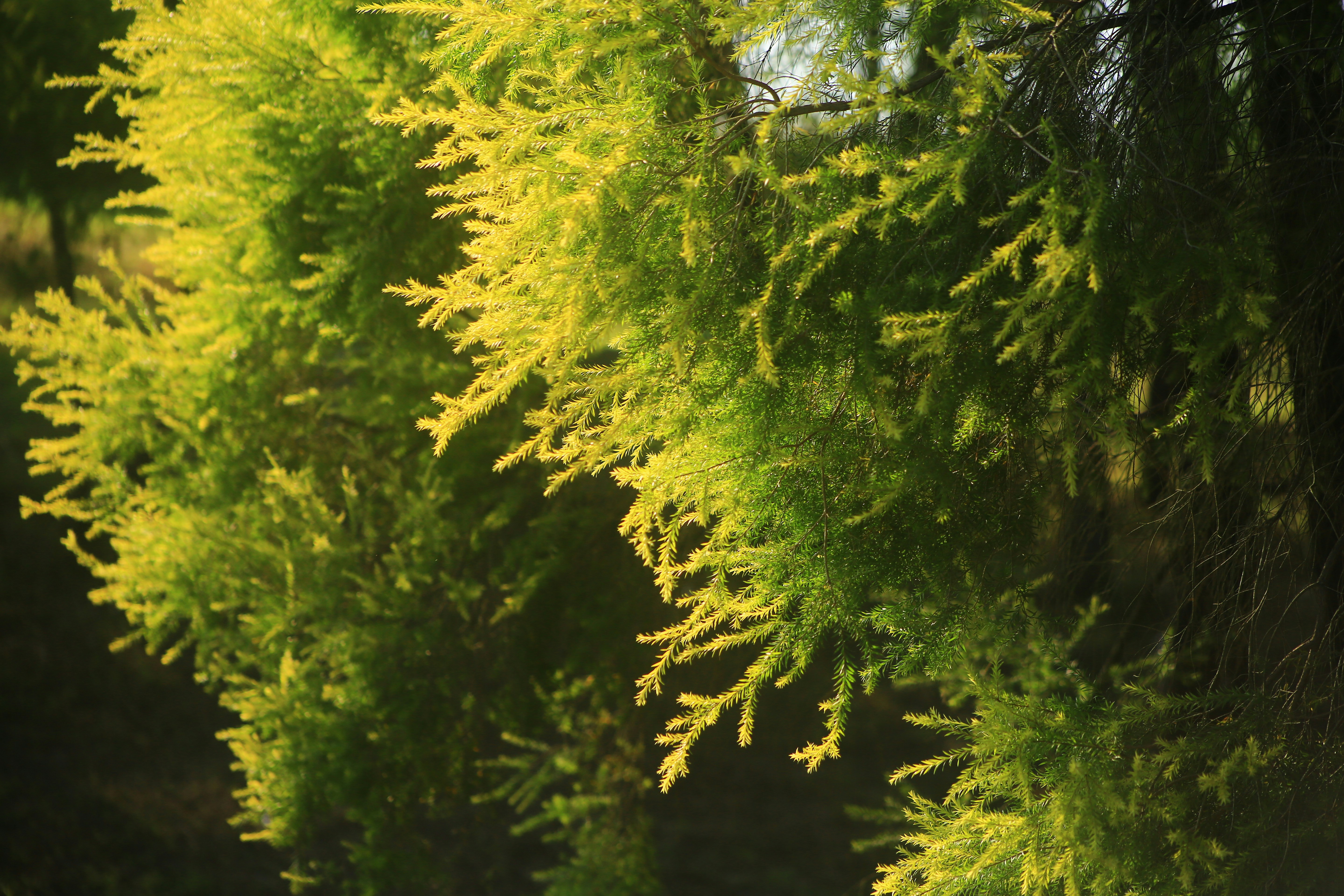 Photo by lan ouyang with Canon EOS 5D Mark III