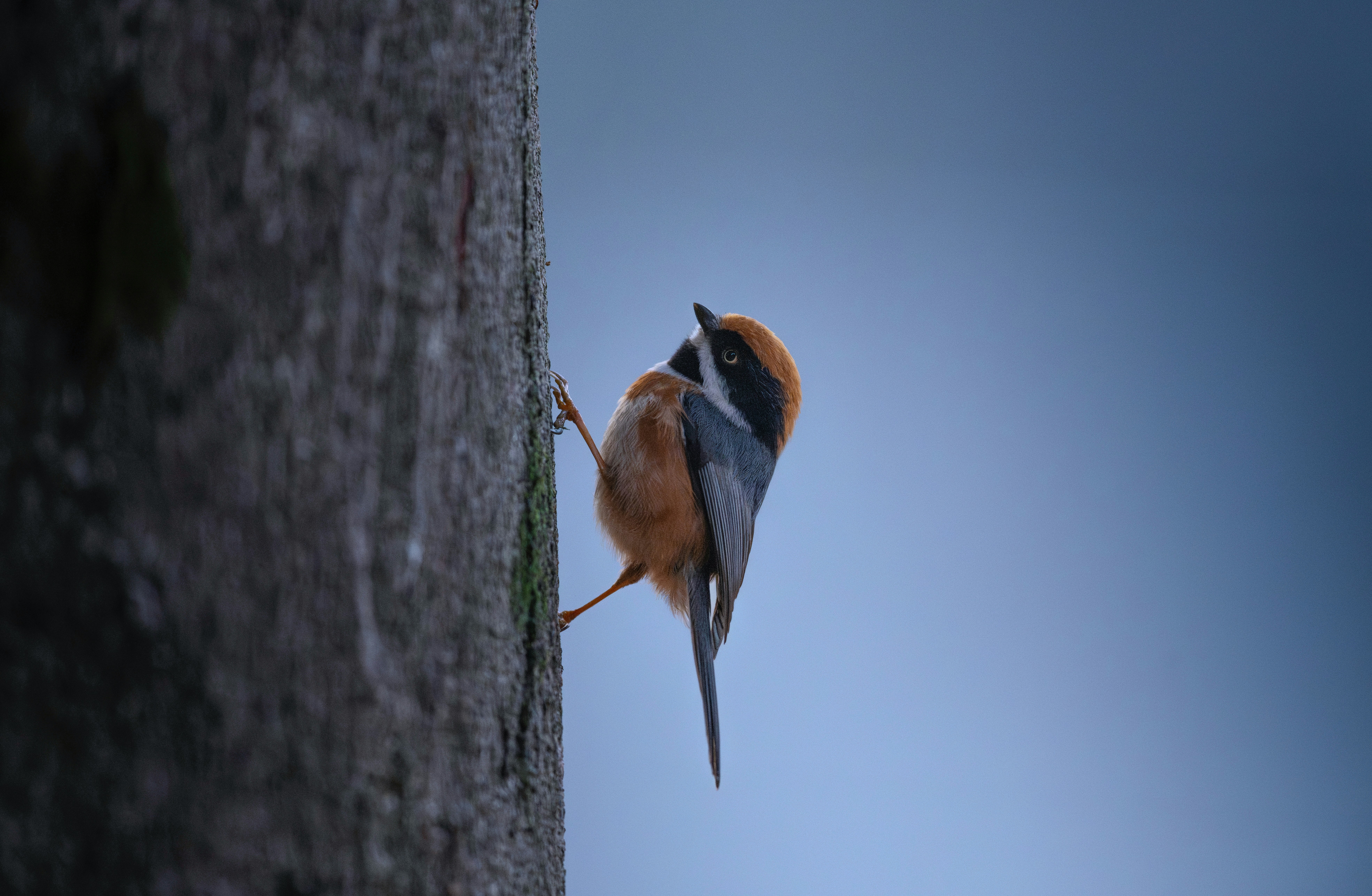 Photo by Bria Dorothy with Nikon Z9