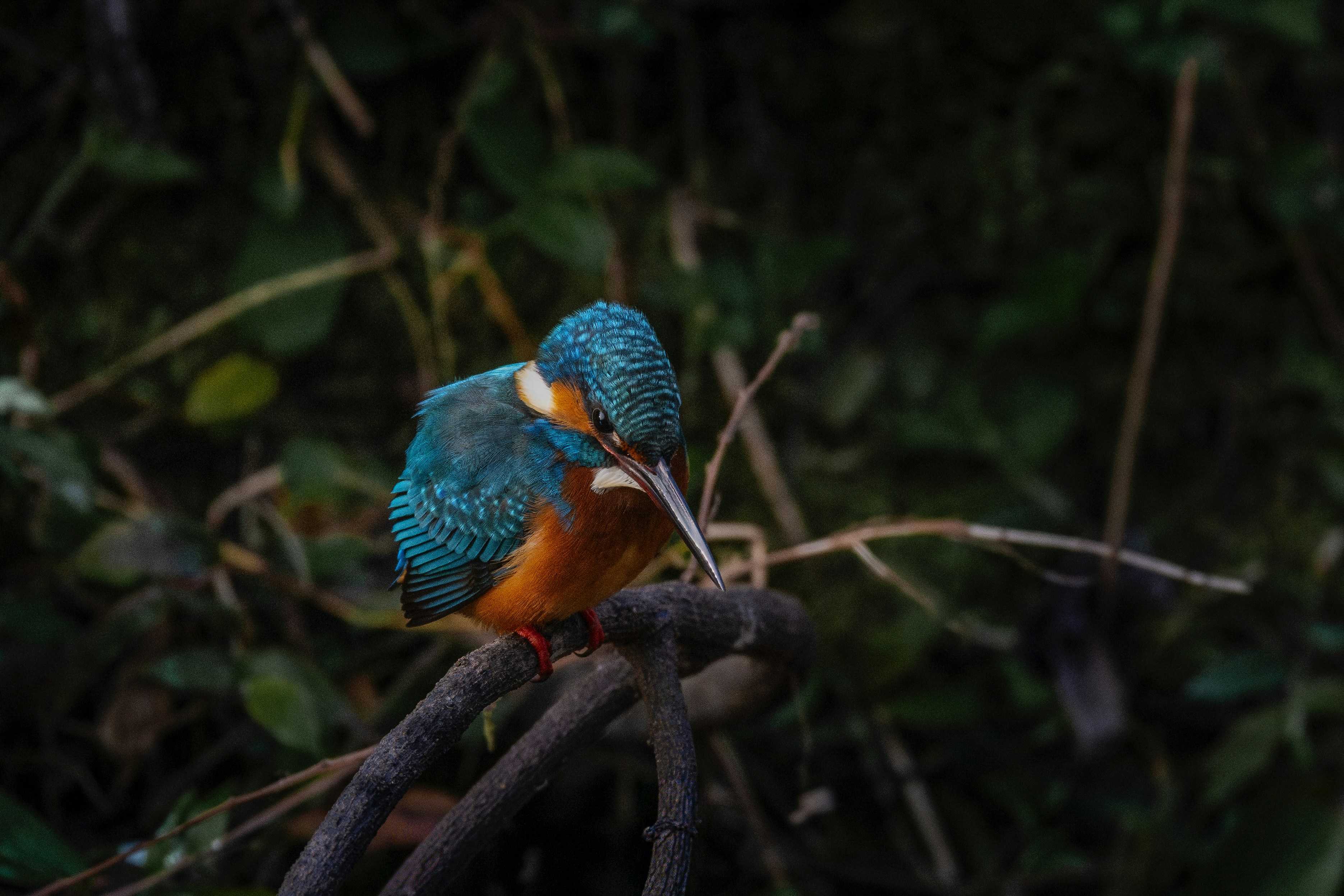 Photo by Bria Dorothy with Nikon Z9