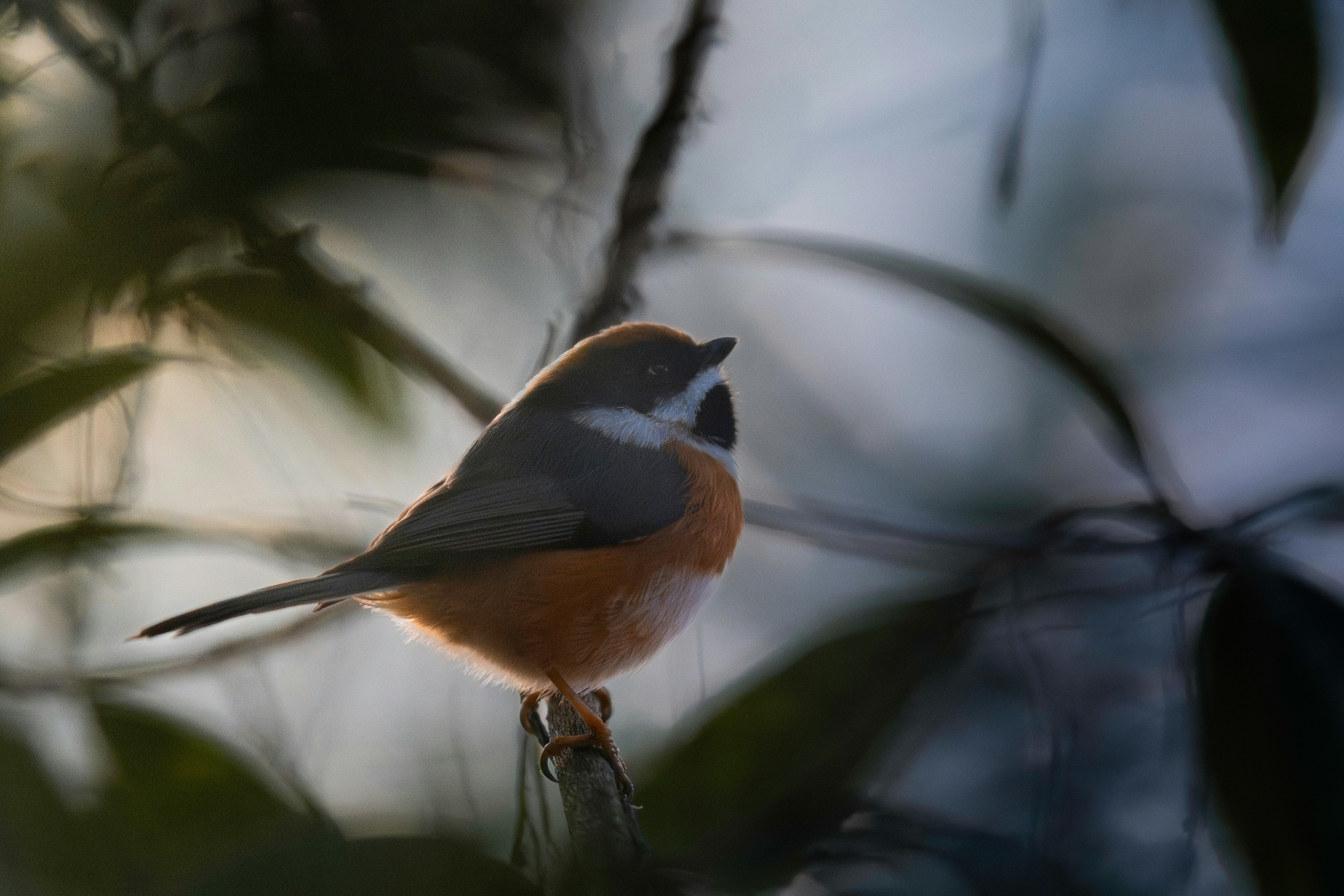 Photo by Bria Dorothy with Nikon Z9