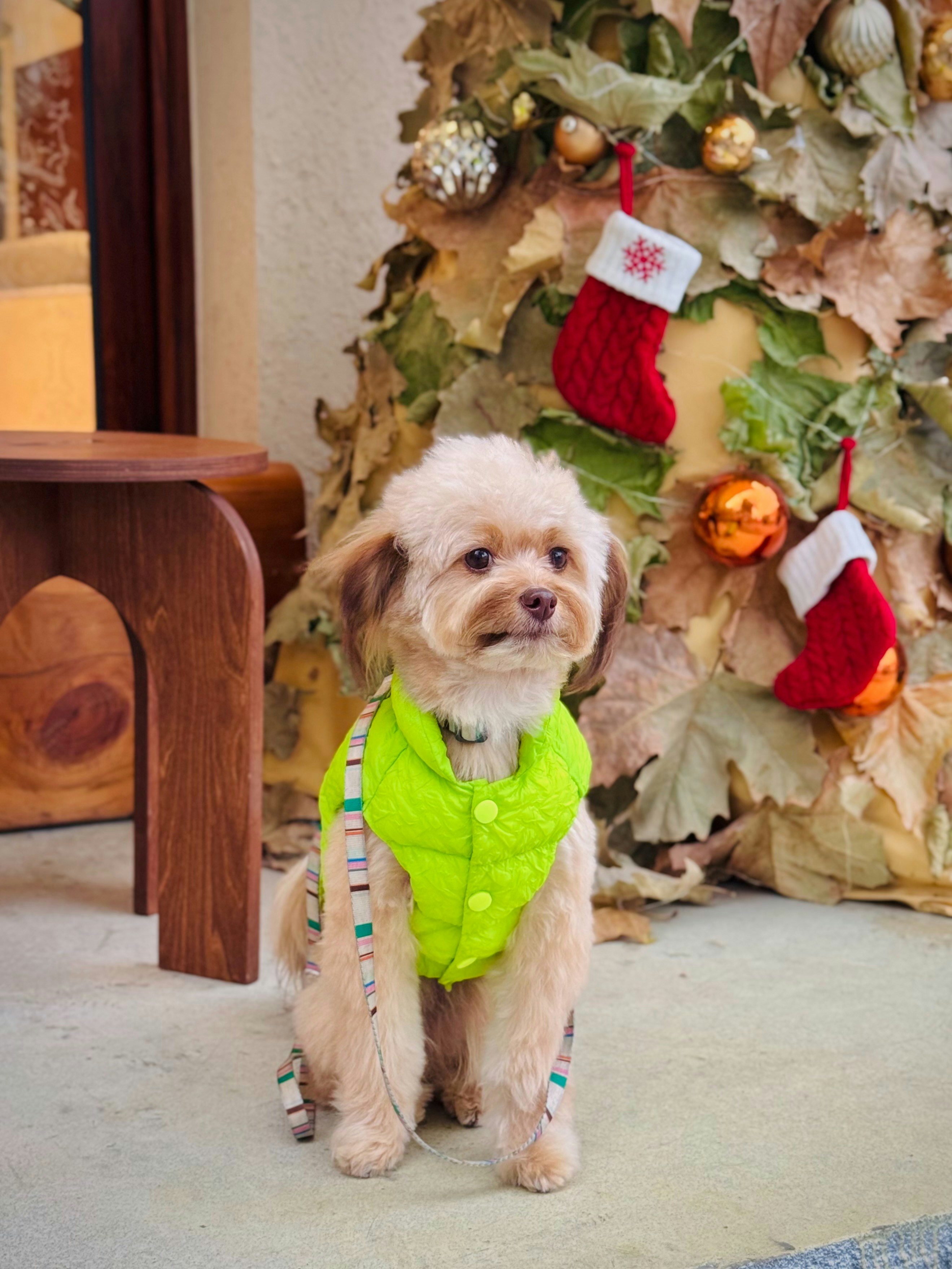 Lemon-green Pup in Holiday Glow
