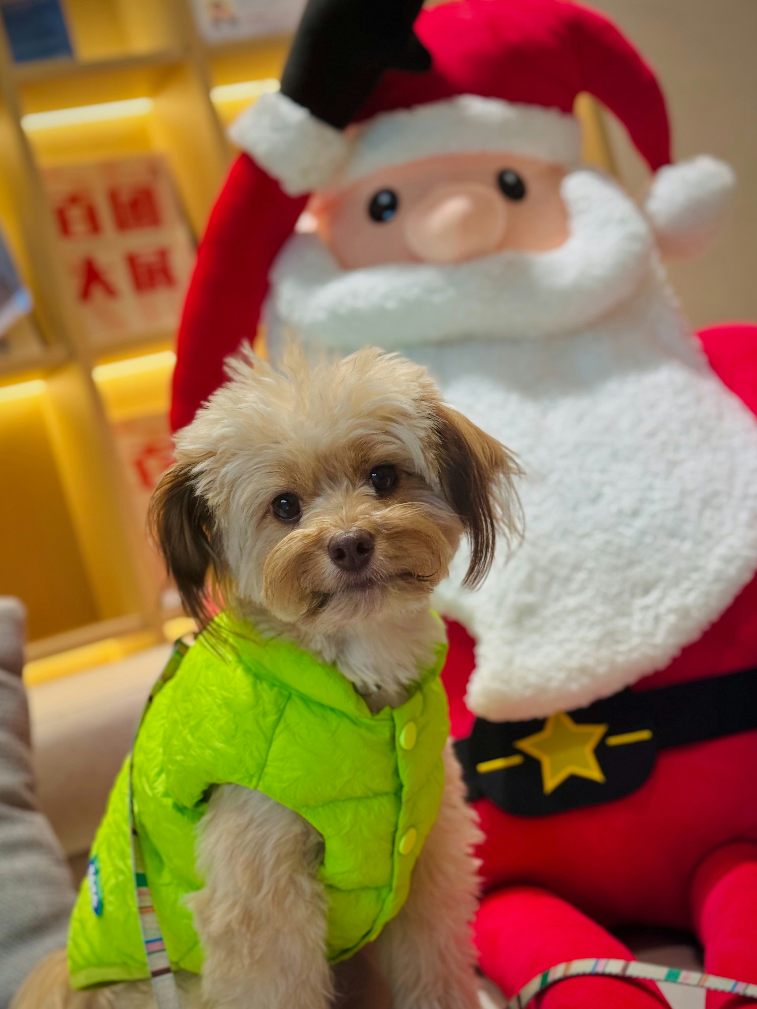 Bright Pup in Neon Jacket Stares Down Santa