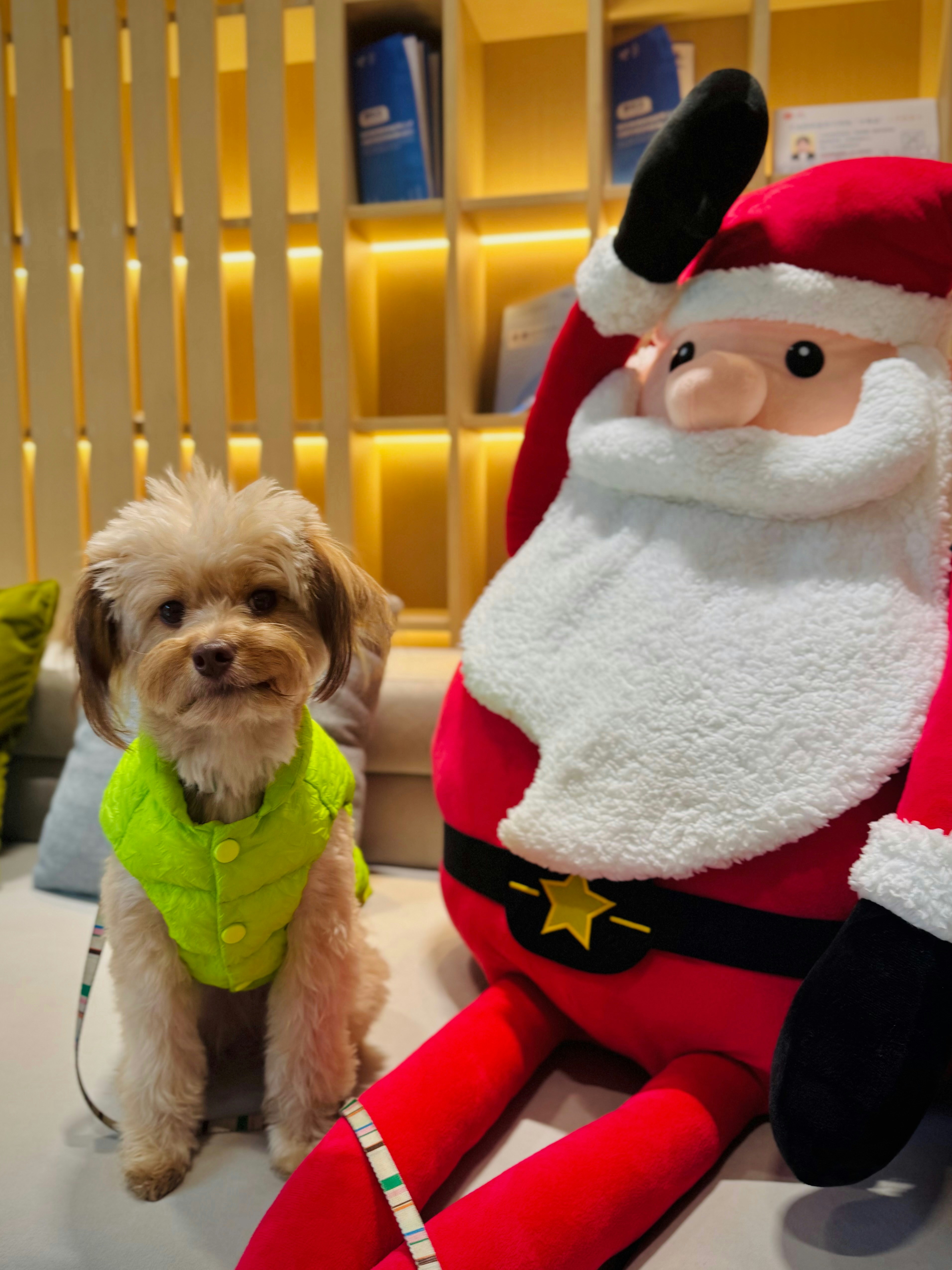 Toy Dog and Santa Take Center Stage