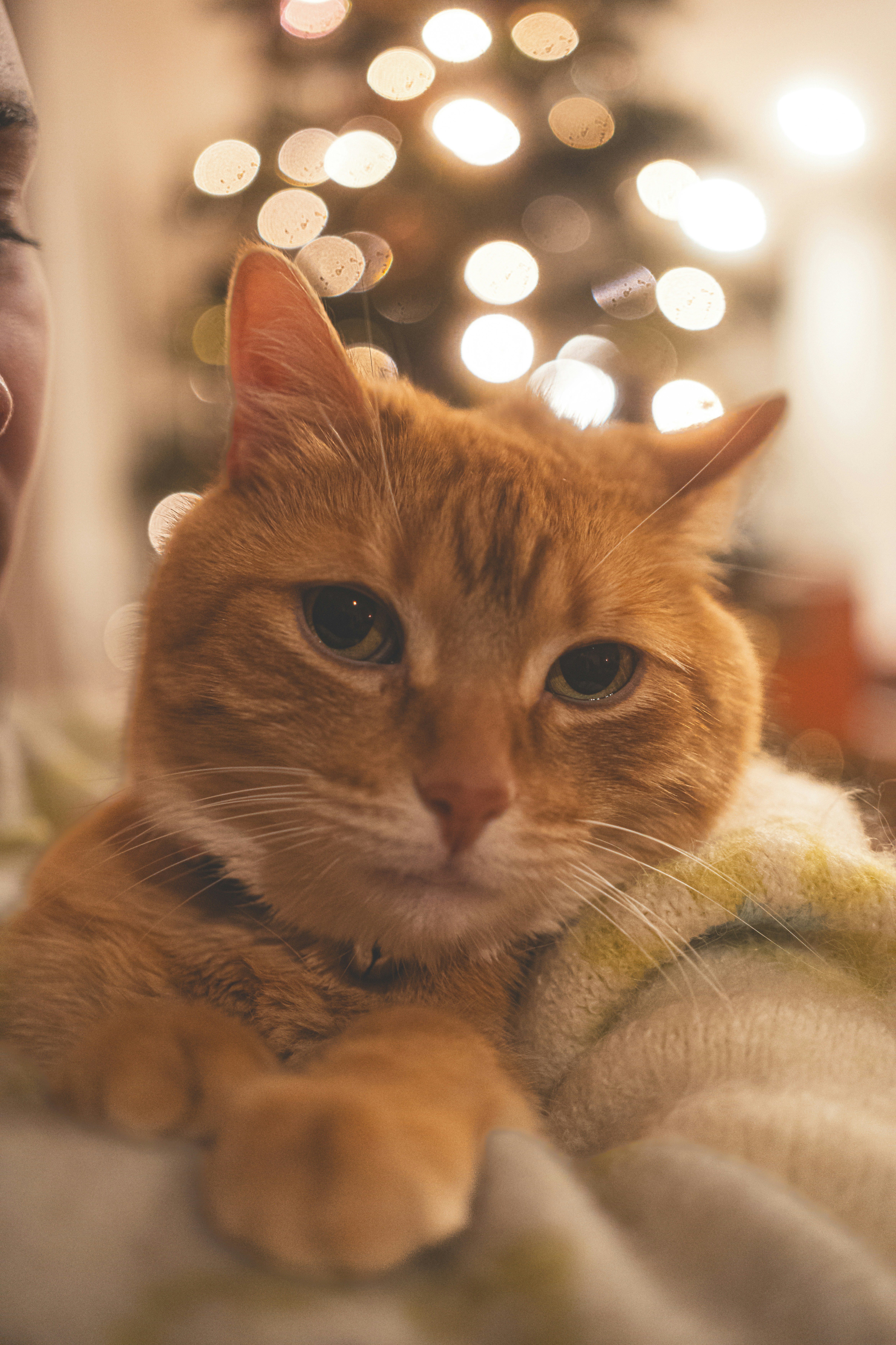 Photo by Olivier Amyot with Sony Alpha 7C II