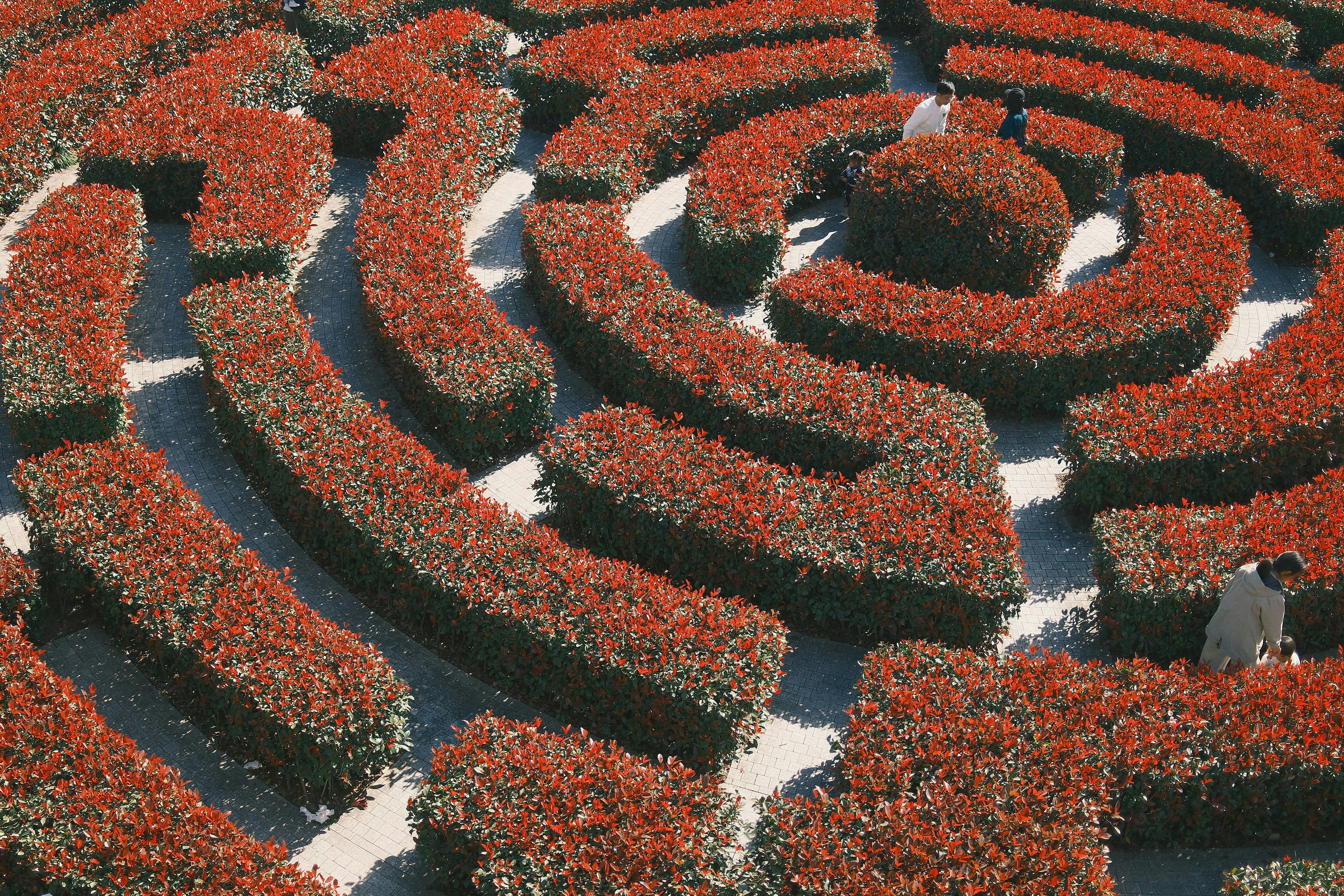Labyrinth of Red Hedges: Aerial Calm over a Garden Maze
