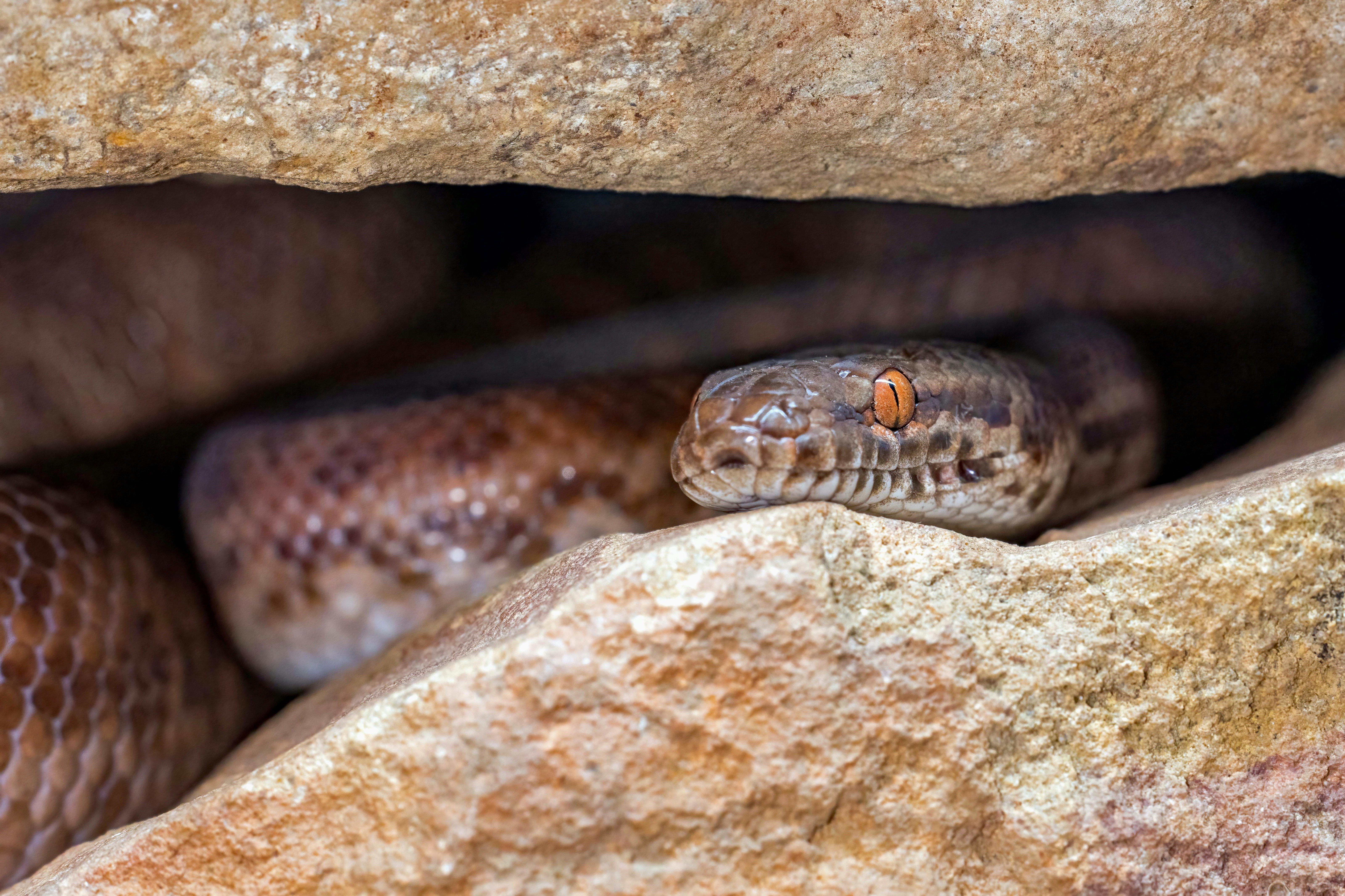 Closed Jaws: A Desert-wed Cobra's Hidden Lair