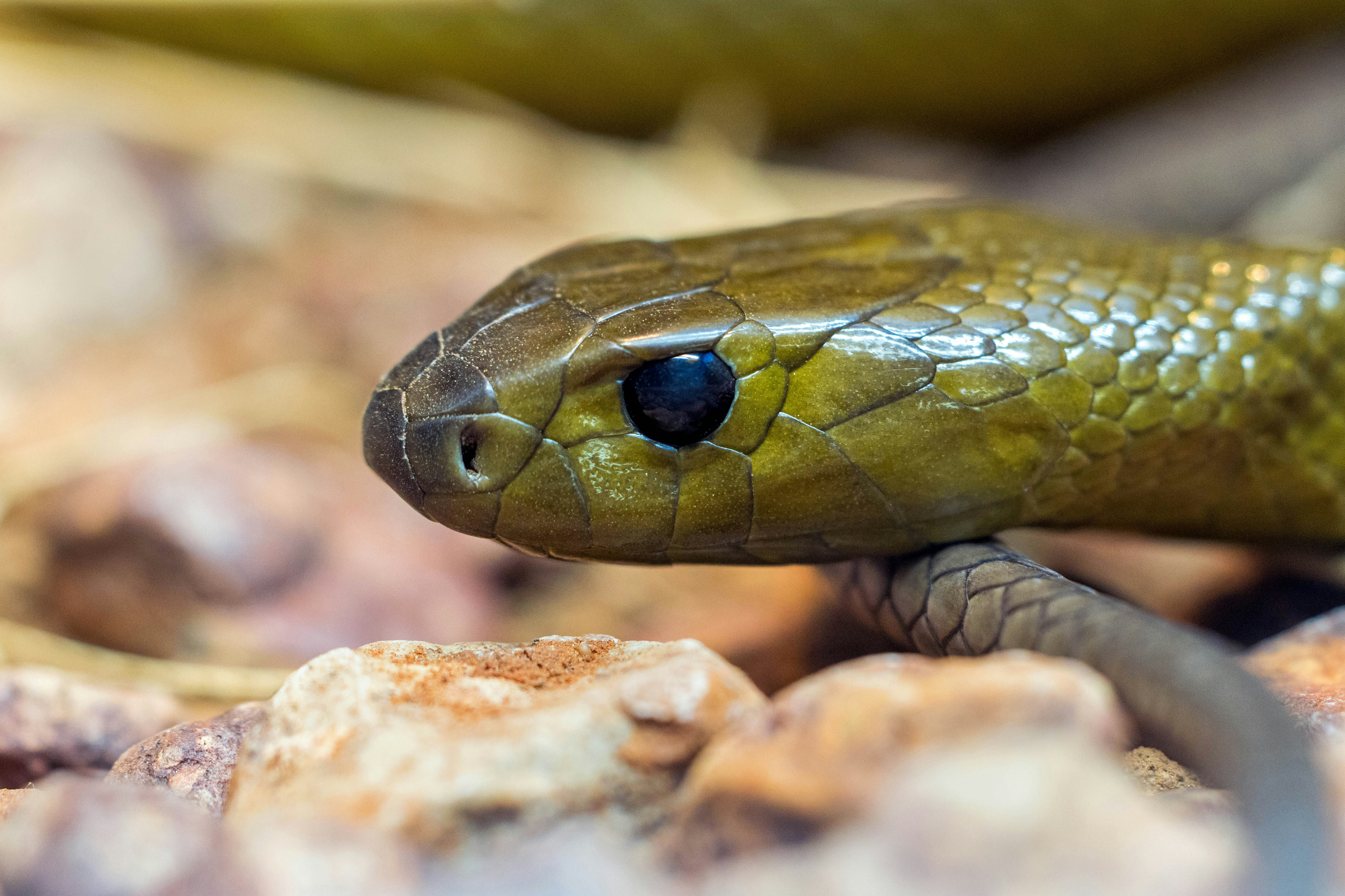 Portrait of an Inland Taipan, the most venomous species of snake in the world.