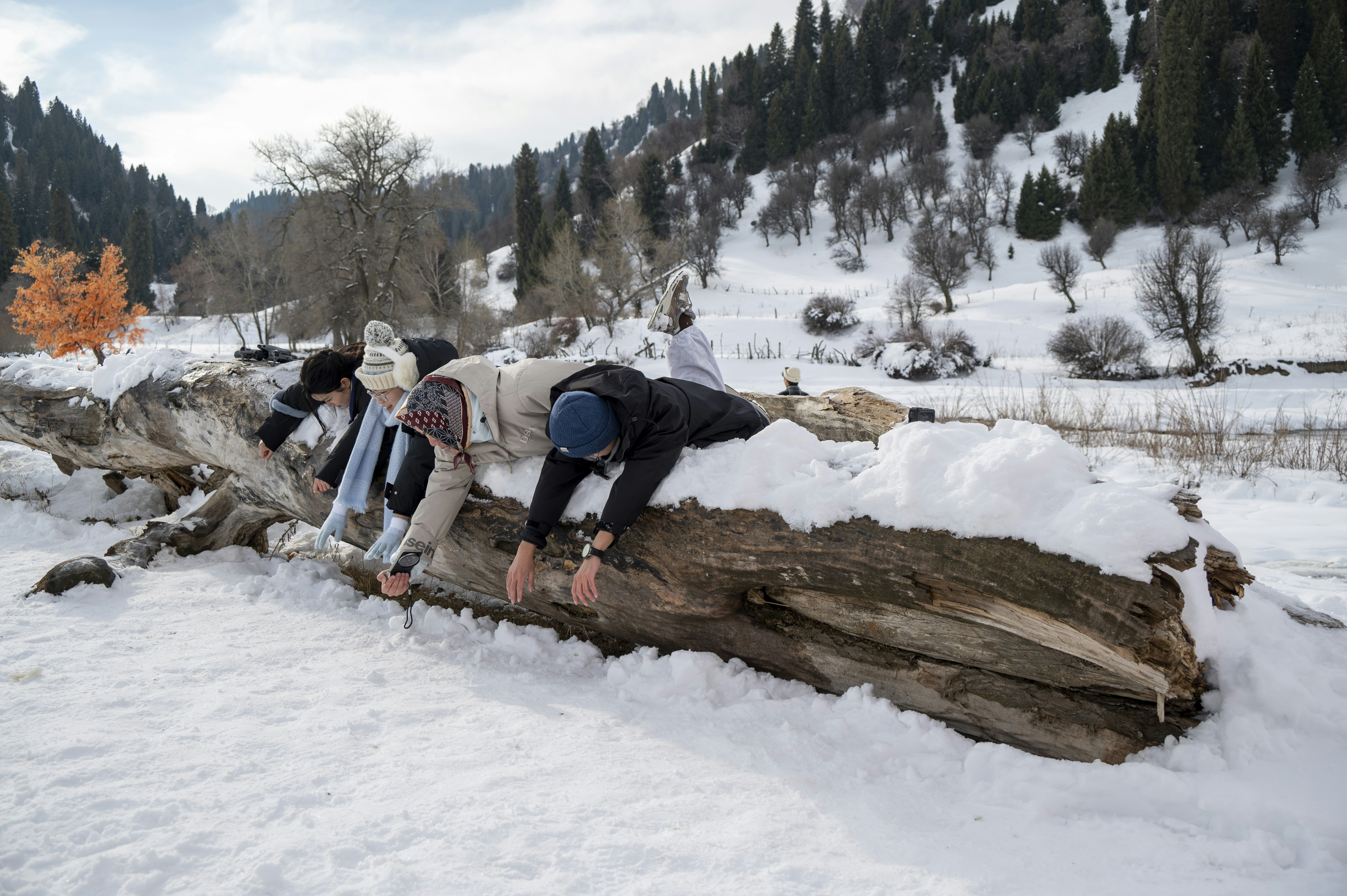 Snowbound Log Bridge: Friends Reach Across a Winter Stream