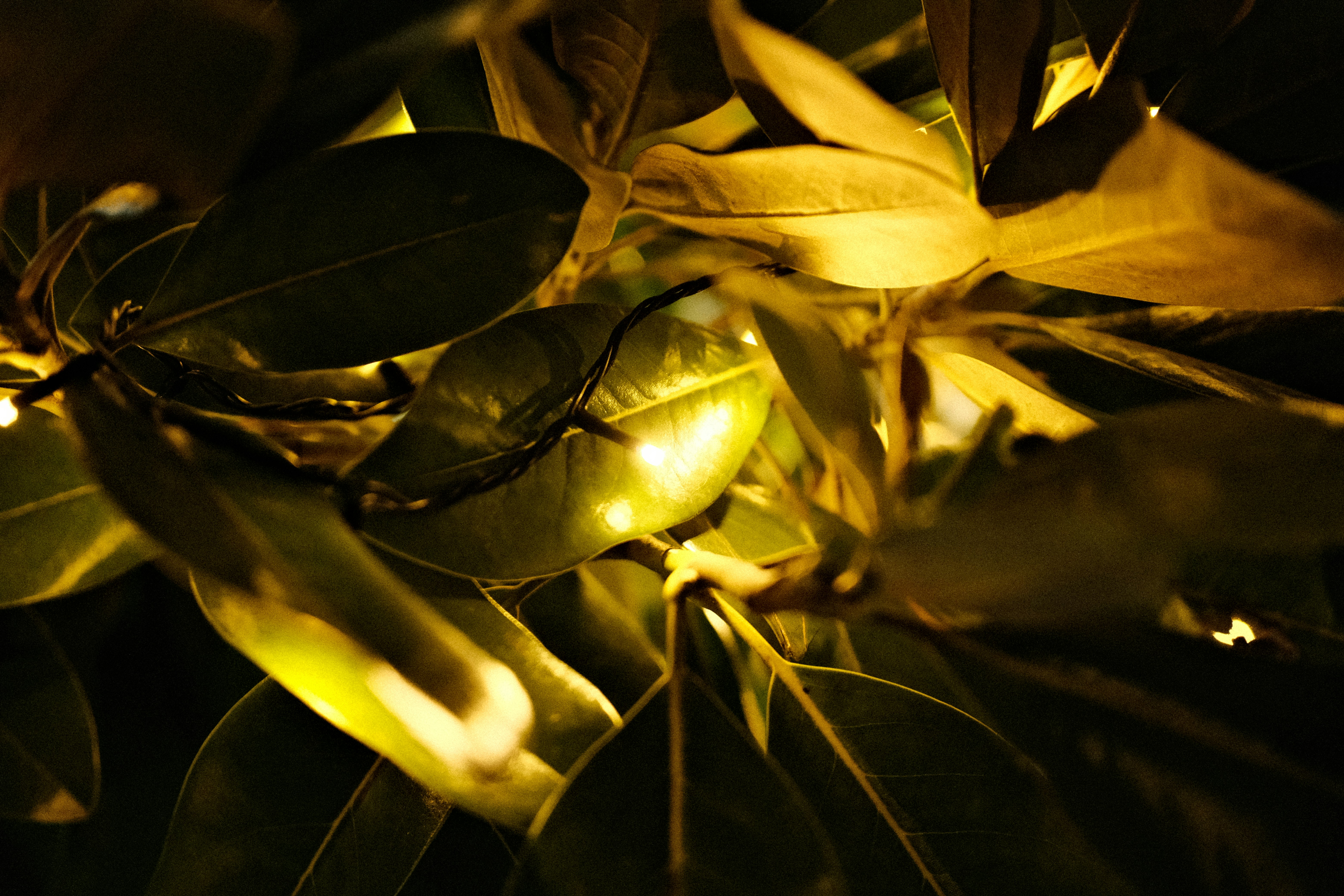 Golden Veins: Nightlit Leaves in Quiet Fragrance