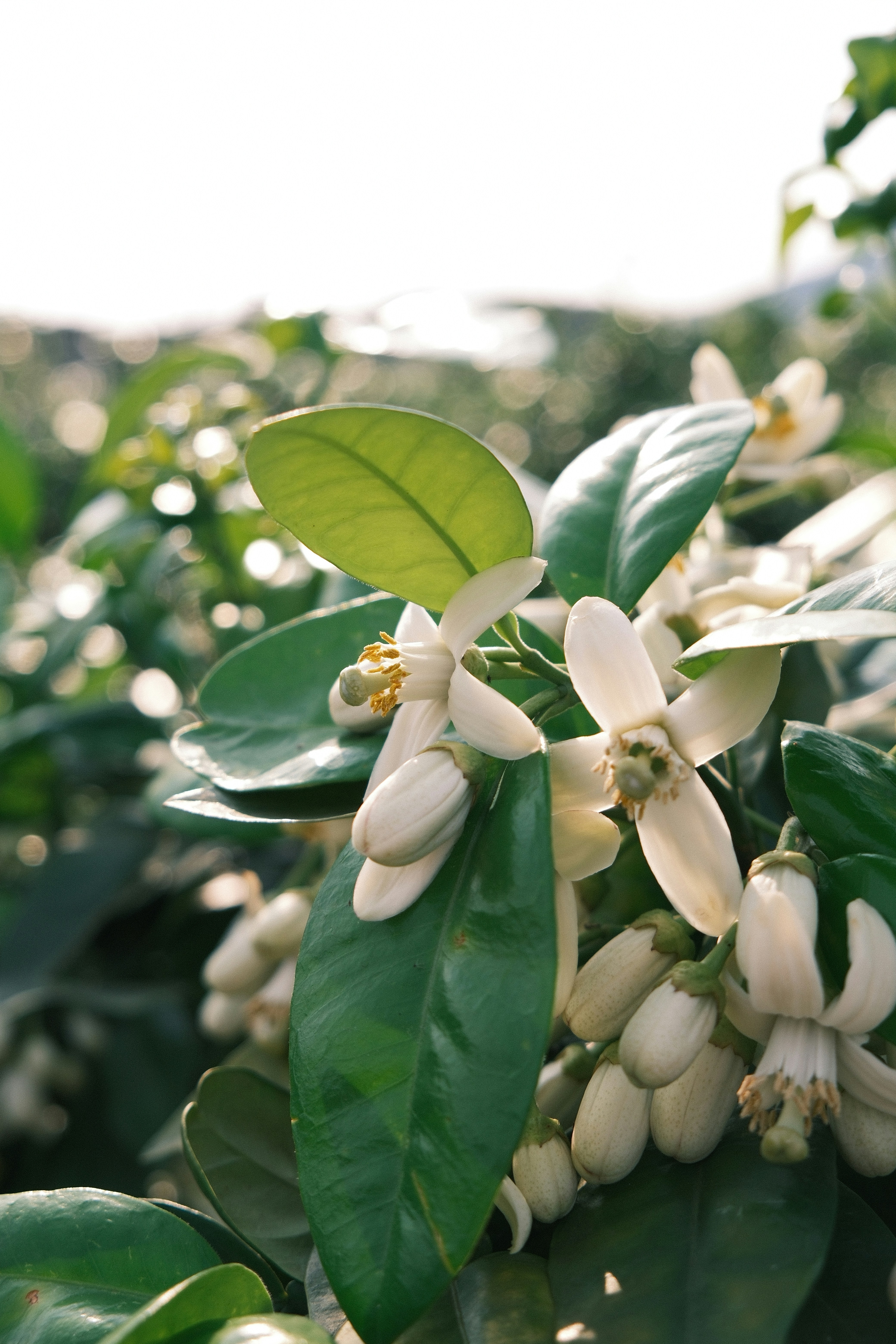 Close-up of white blossoms and glossy leaves bathed in soft sunlight