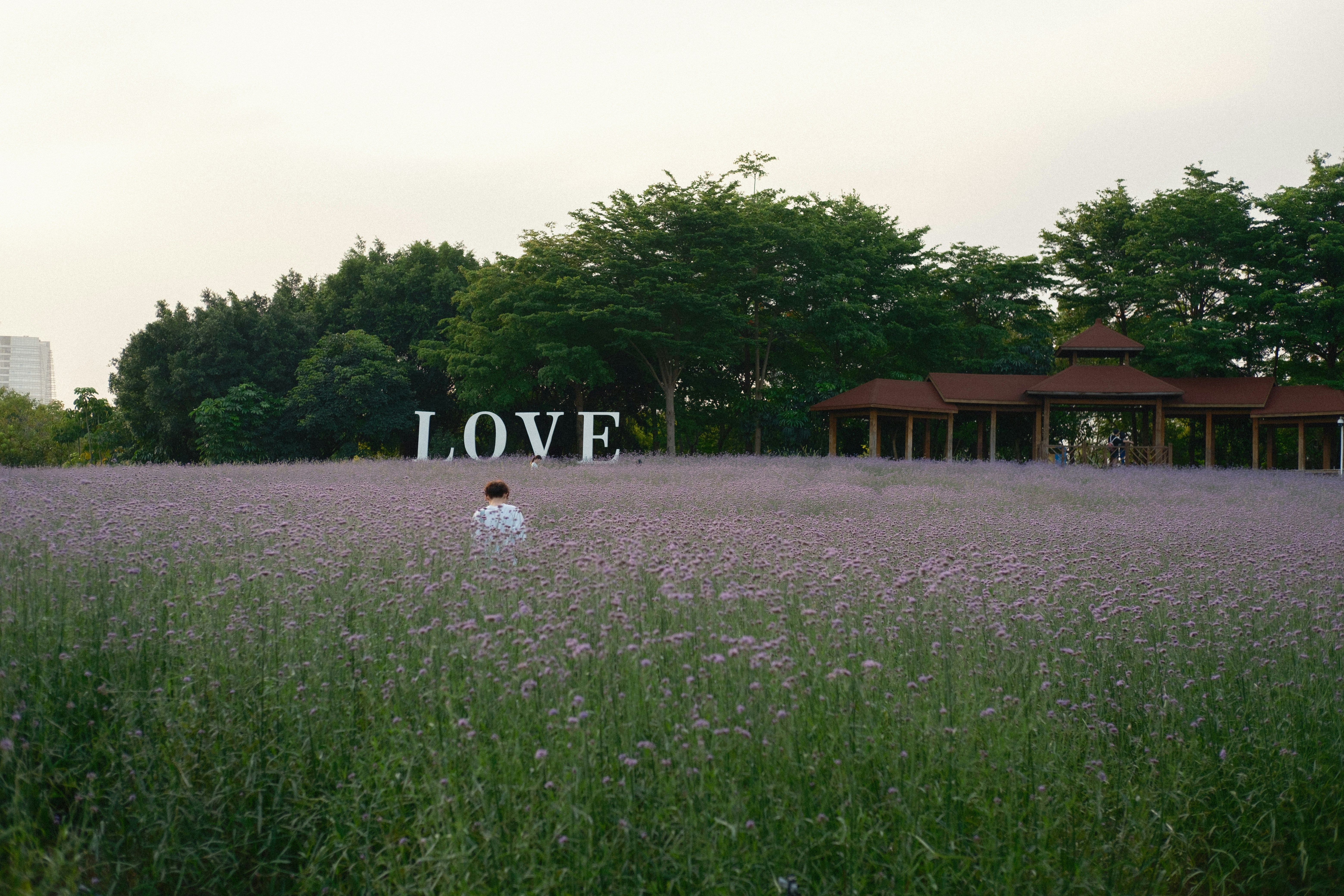 Whispers of Lavender in a Quiet Park Field