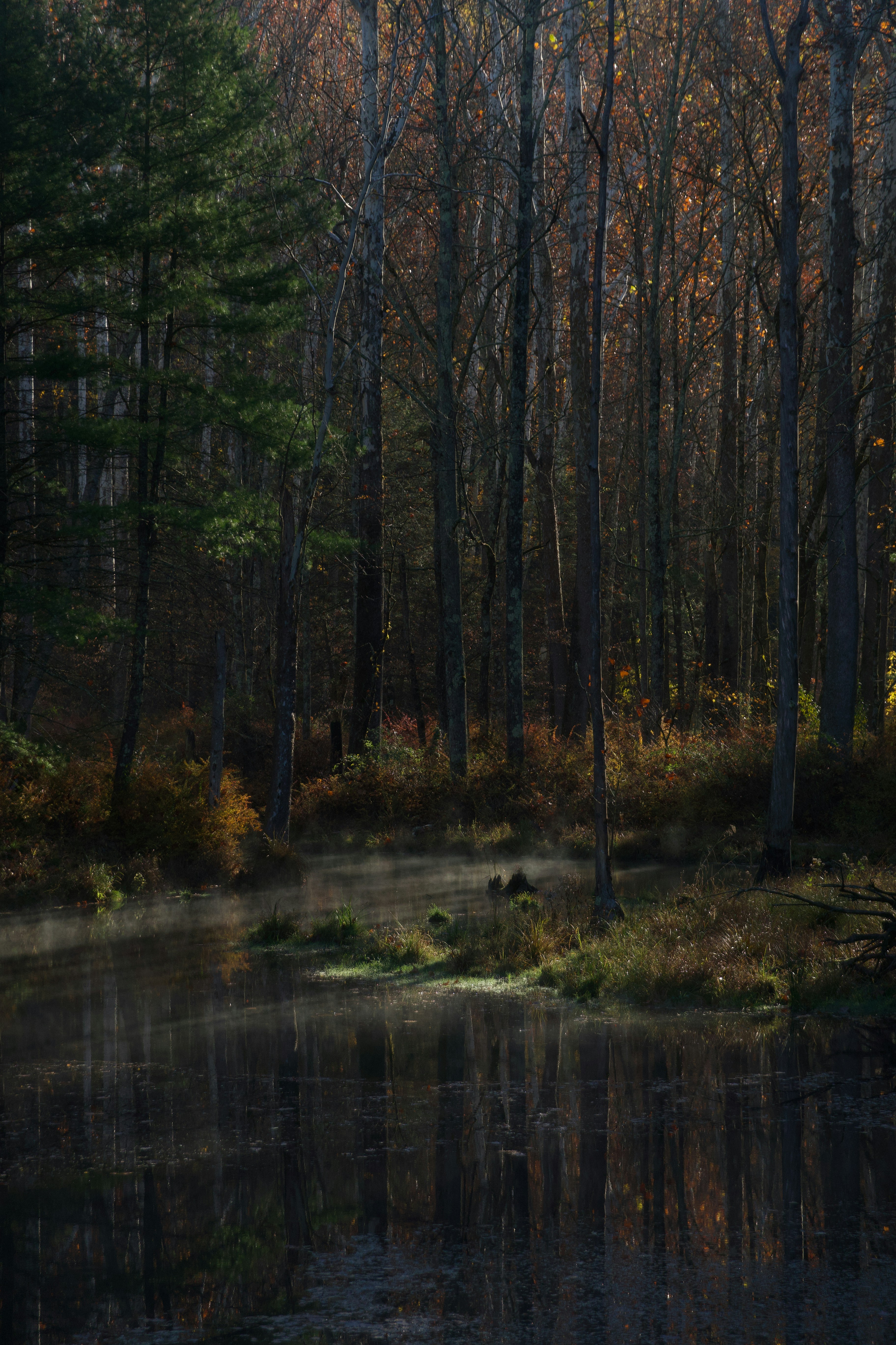 Misty forest pond with reflections of trees photo – Free Forest Image on Unsplash