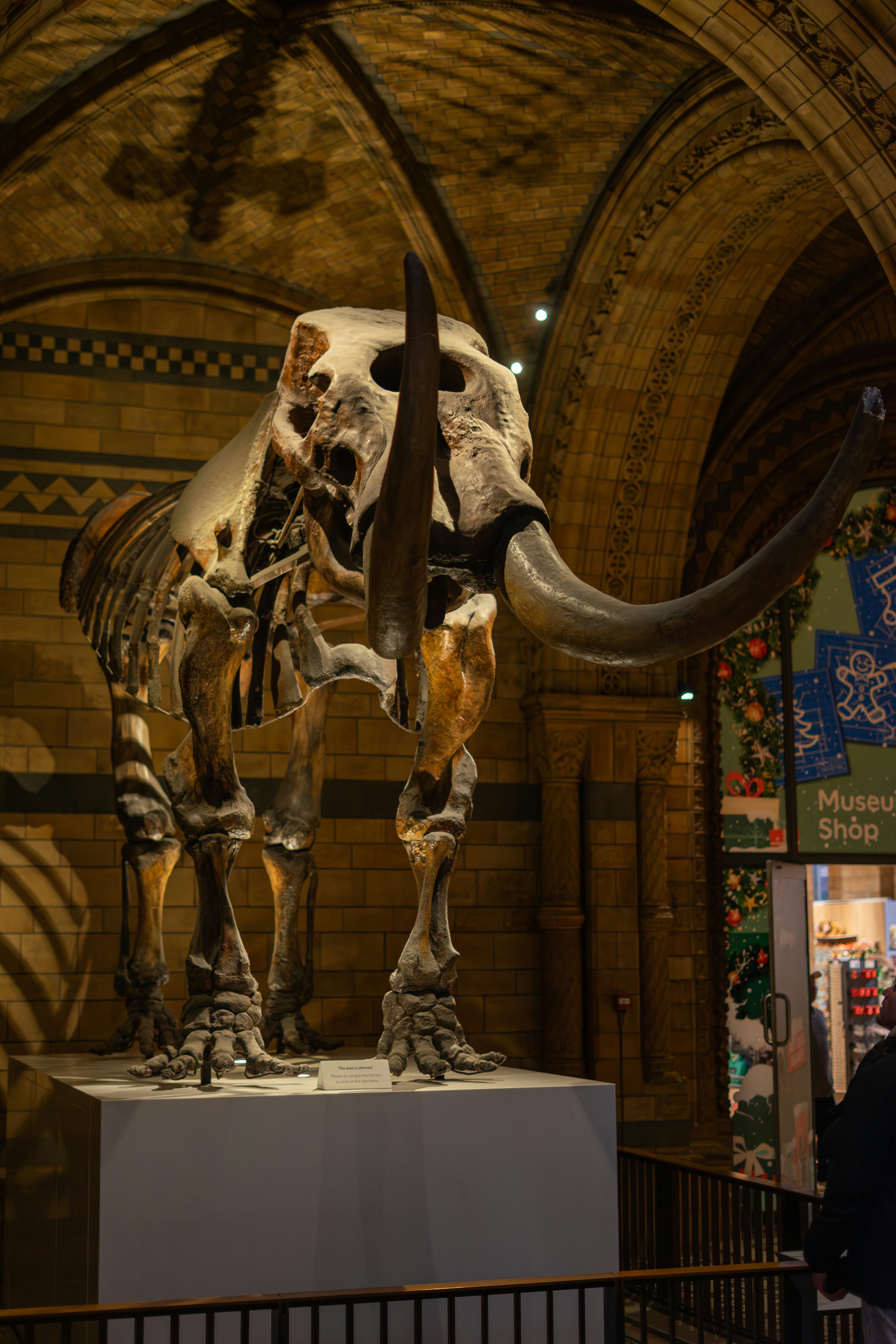 Ancient Colossus: A Mammoth on Guard in the Museum Hall