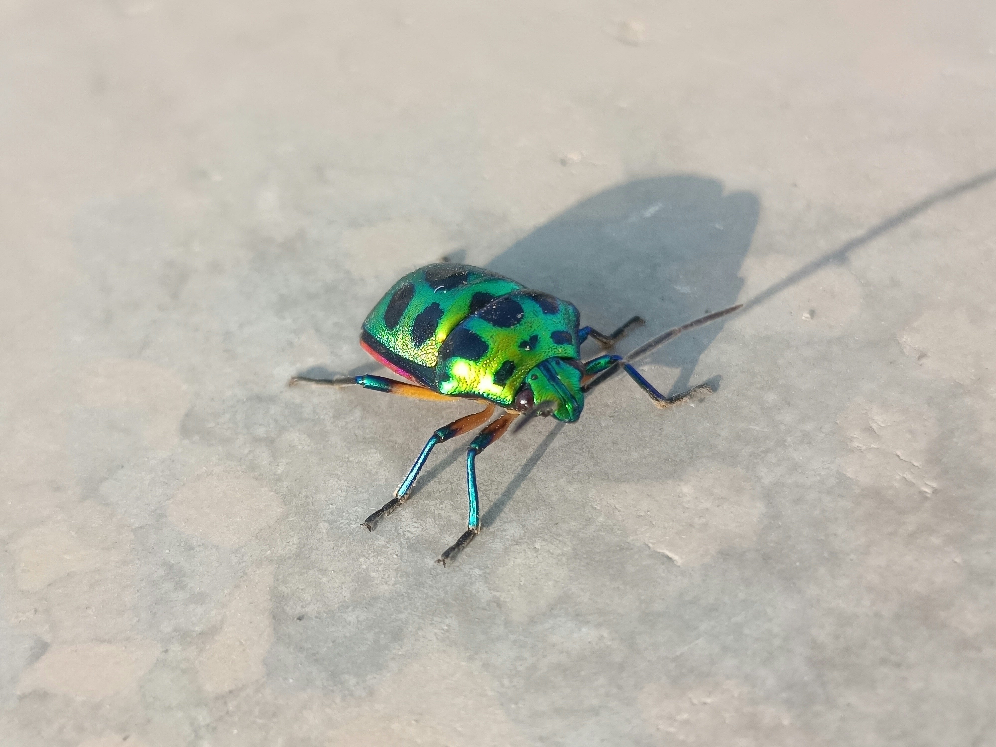 Emerald-Eyed Jump: A Vibrant Beetle on a Soaring Shadow