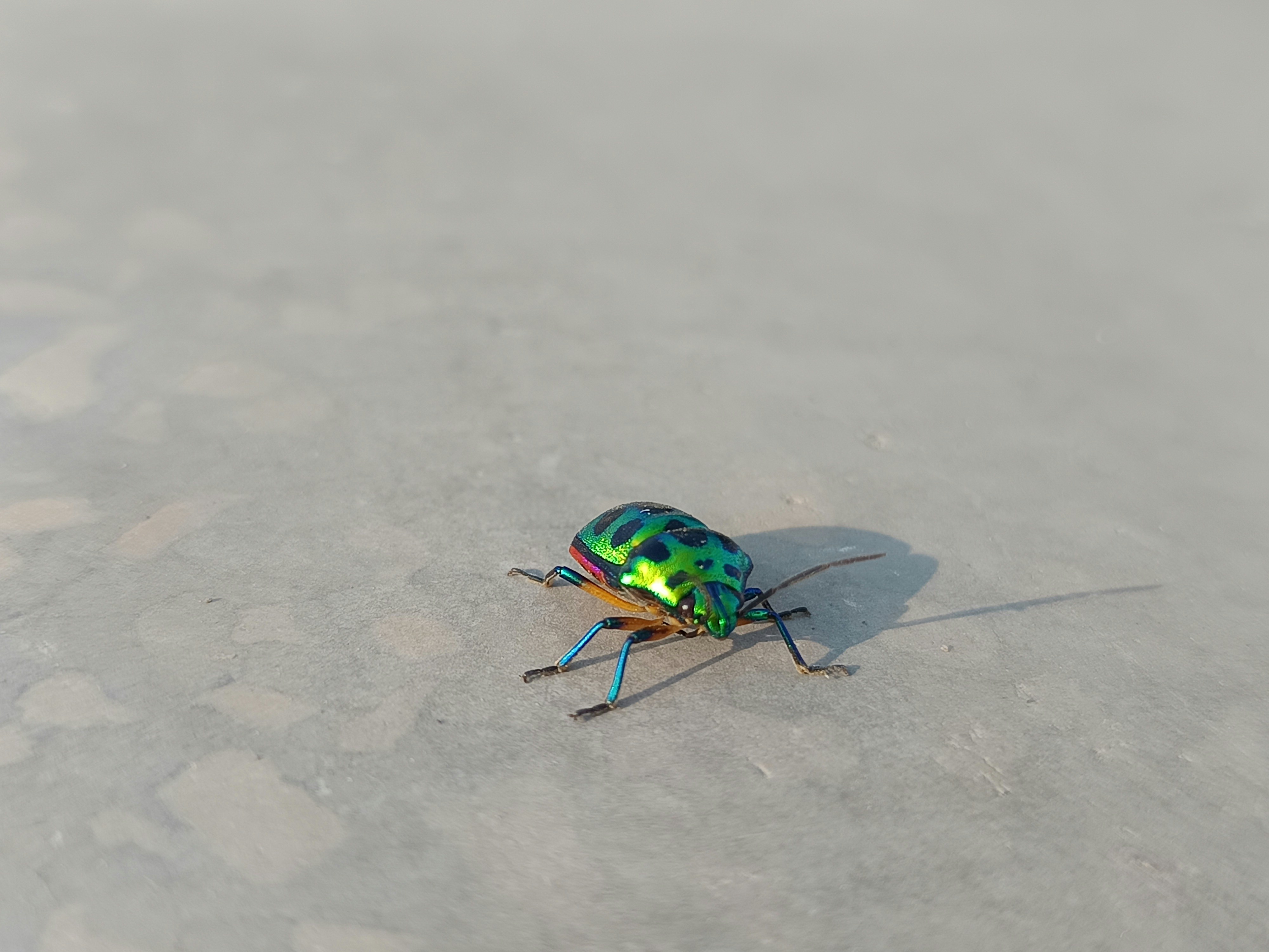 Iridescent Beetle on Pale Concrete