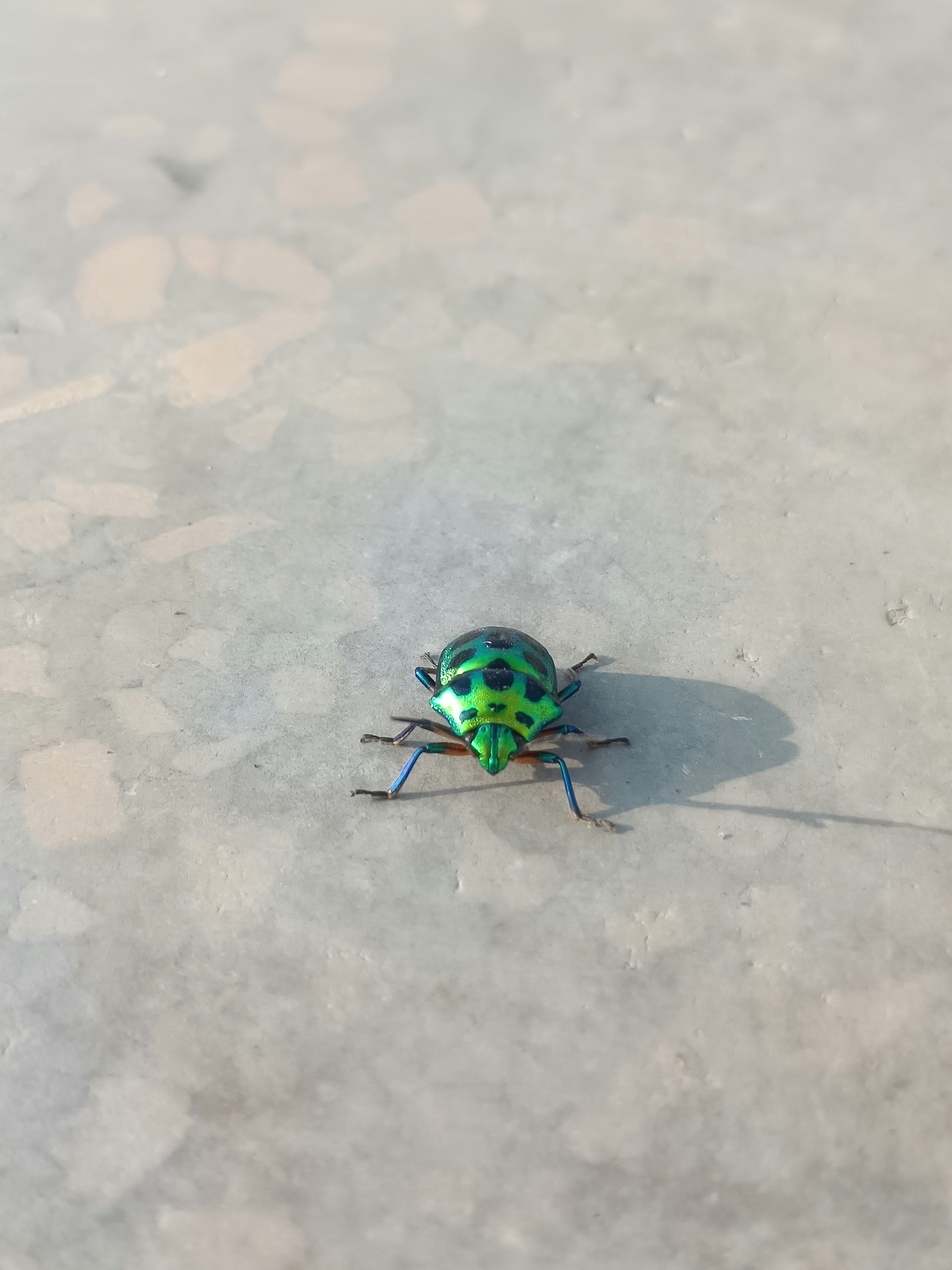 Emerald Beetle on a Quiet Concrete Stage