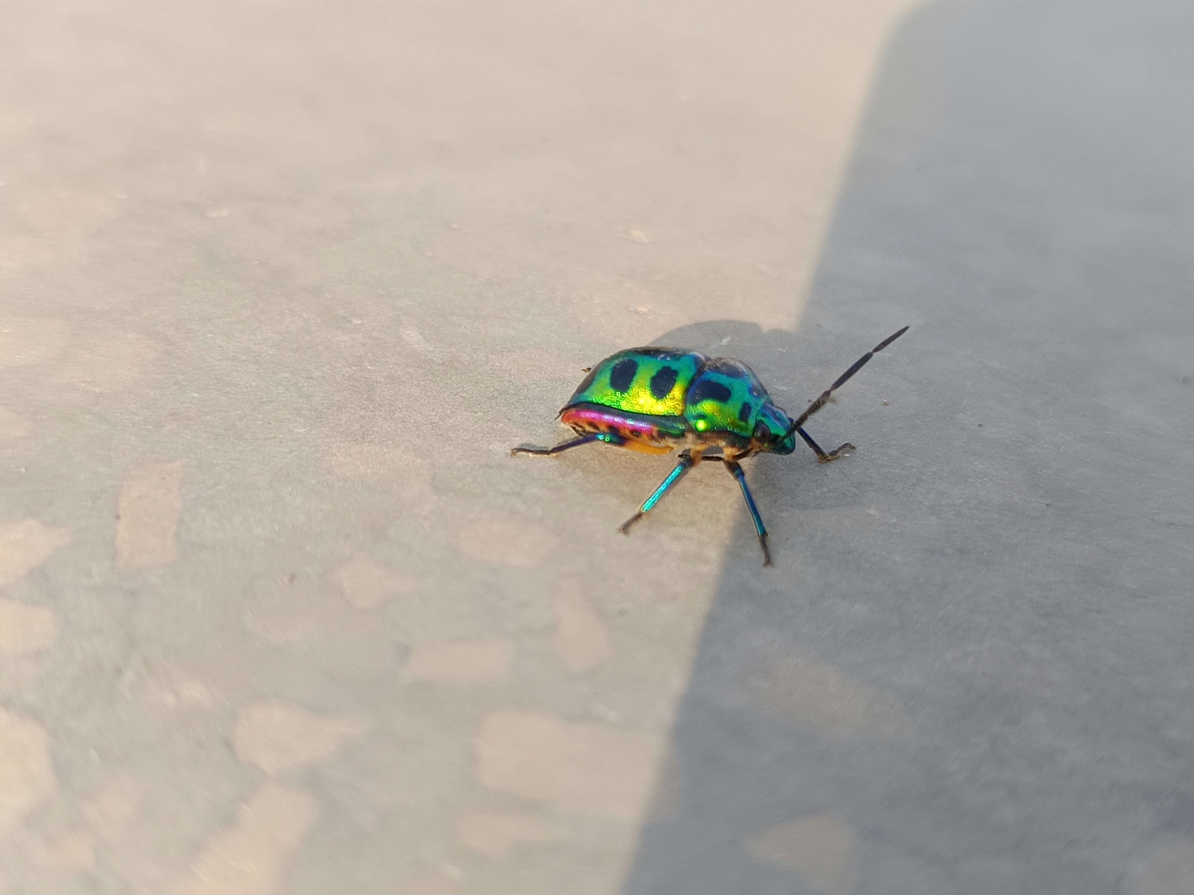 Emerald Beetle in Warm Shadow