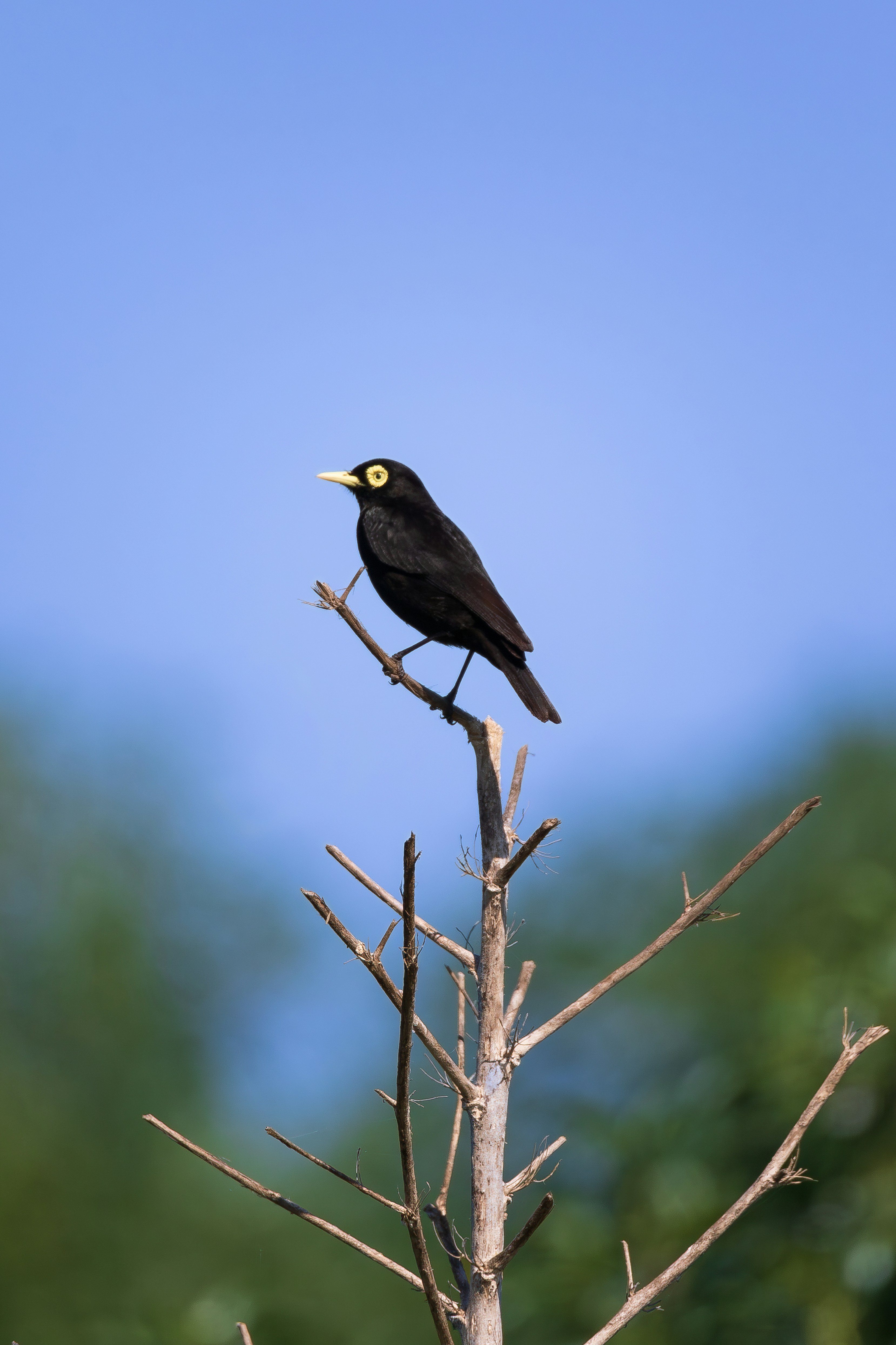 Black Bird on a Bare Branch Against a Bright Sky