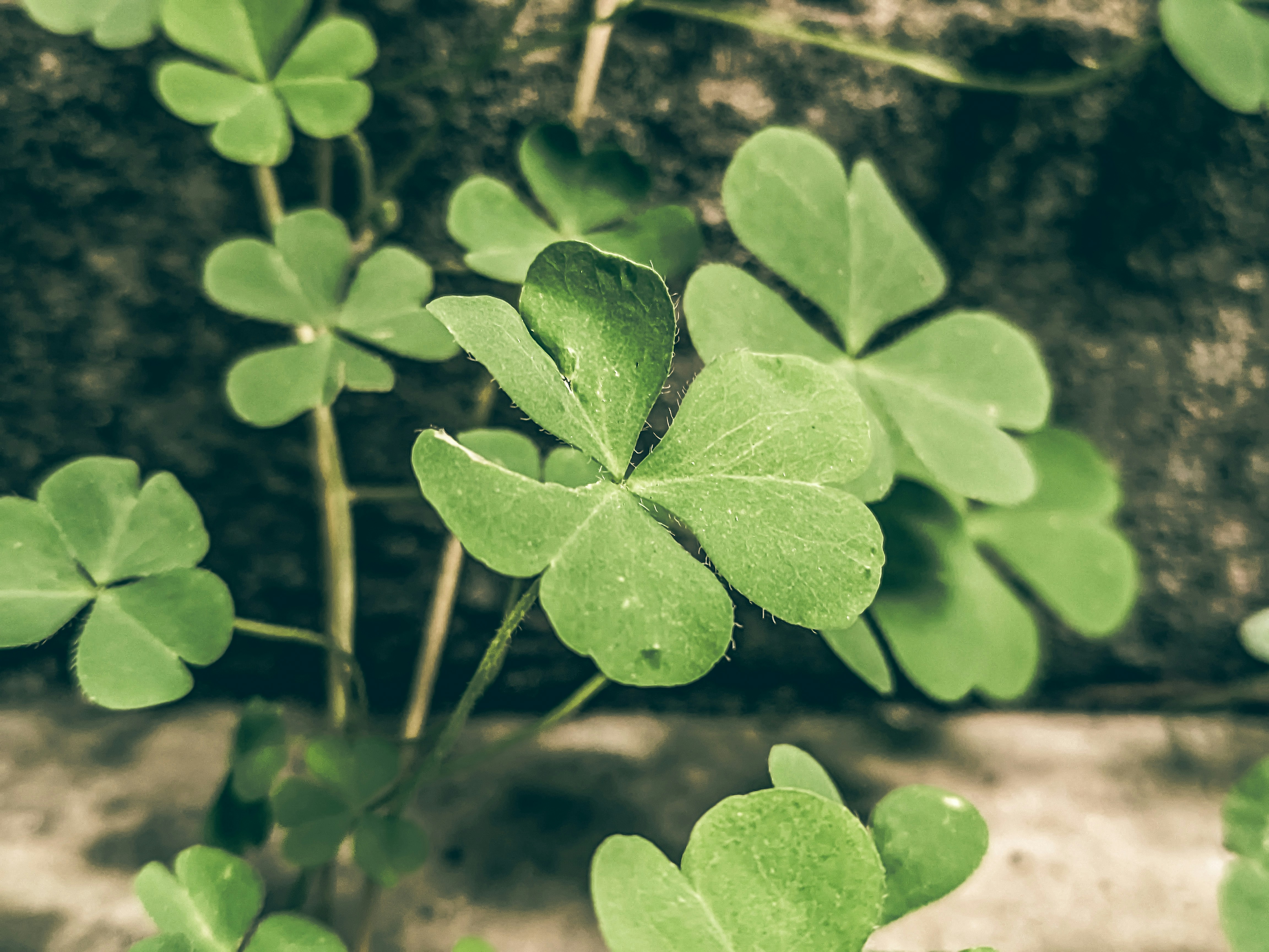 Photo by Sujay Paul with Realme 7 Pro