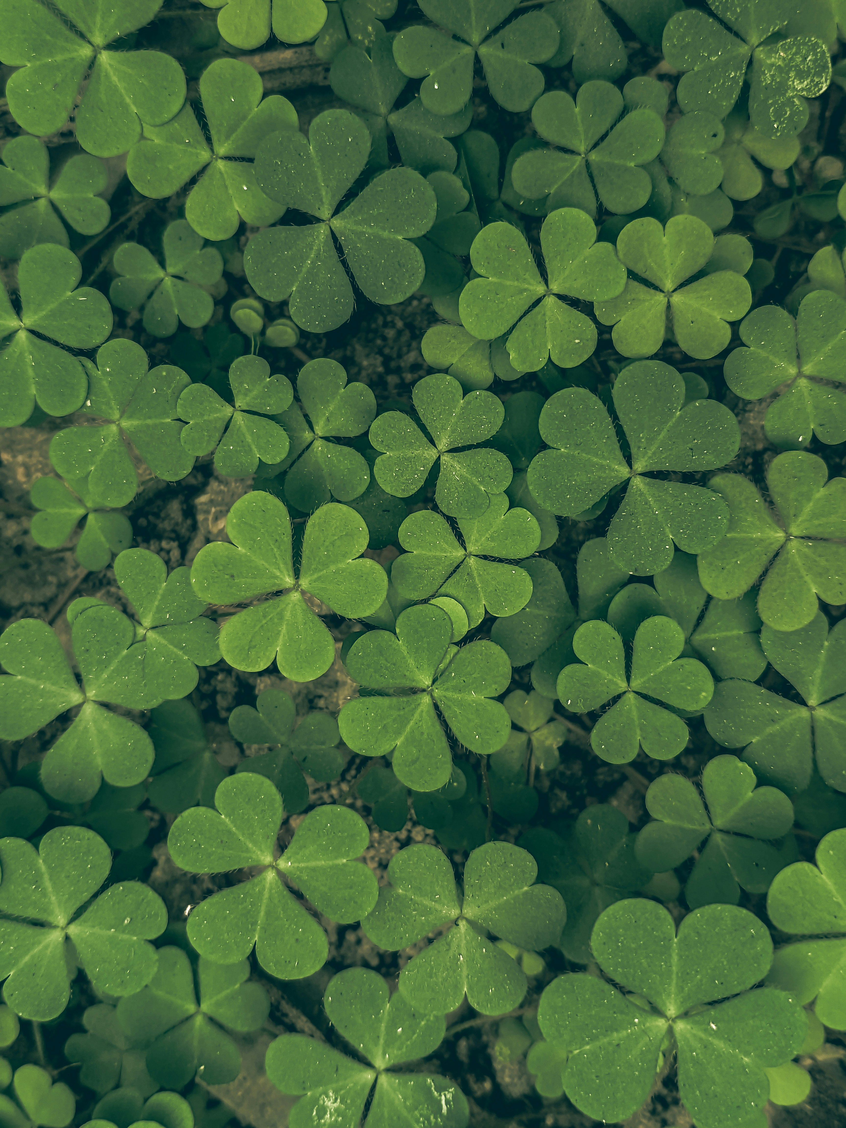 Photo by Sujay Paul with Realme 7 Pro