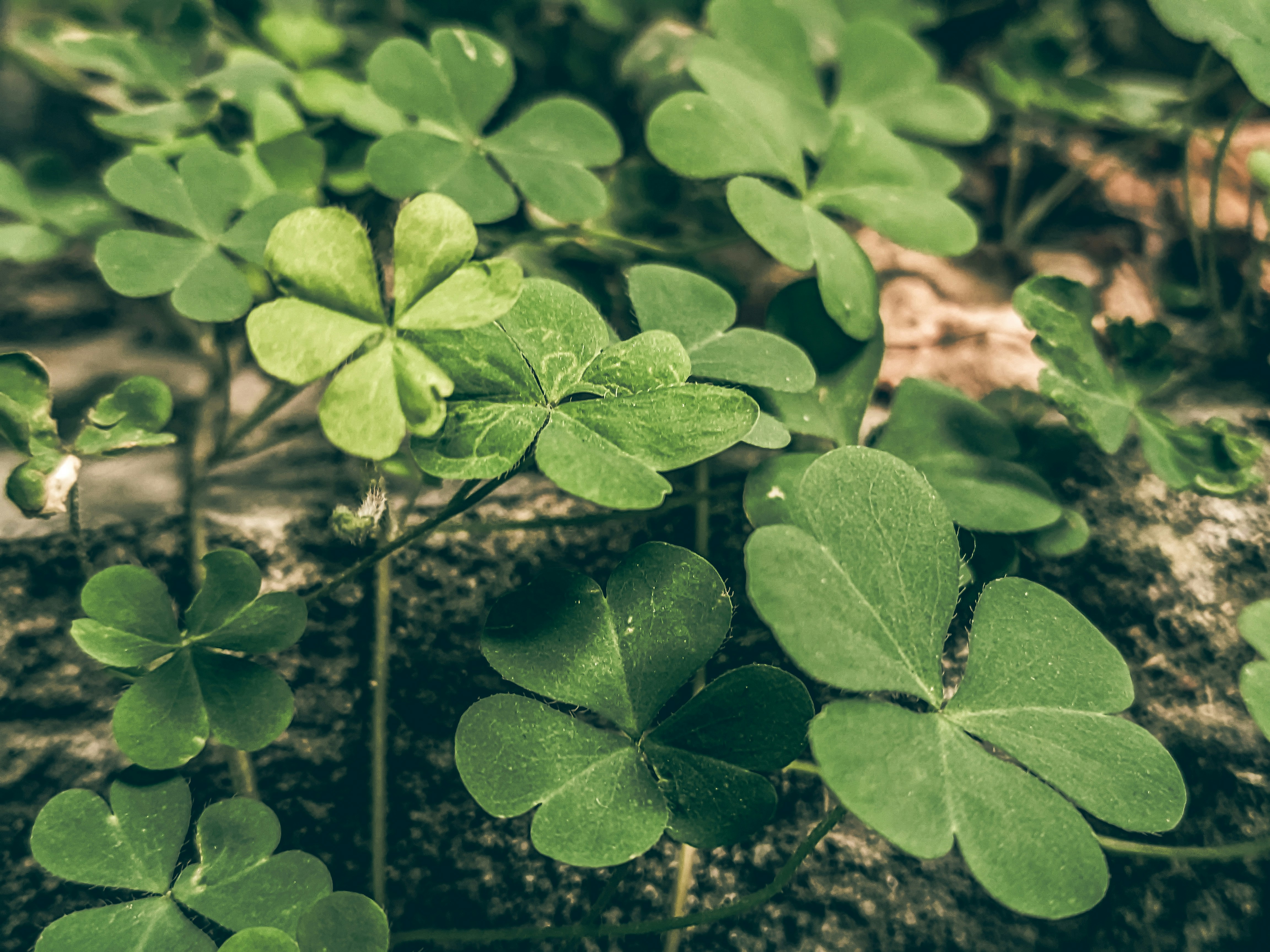 Photo by Sujay Paul with Realme 7 Pro