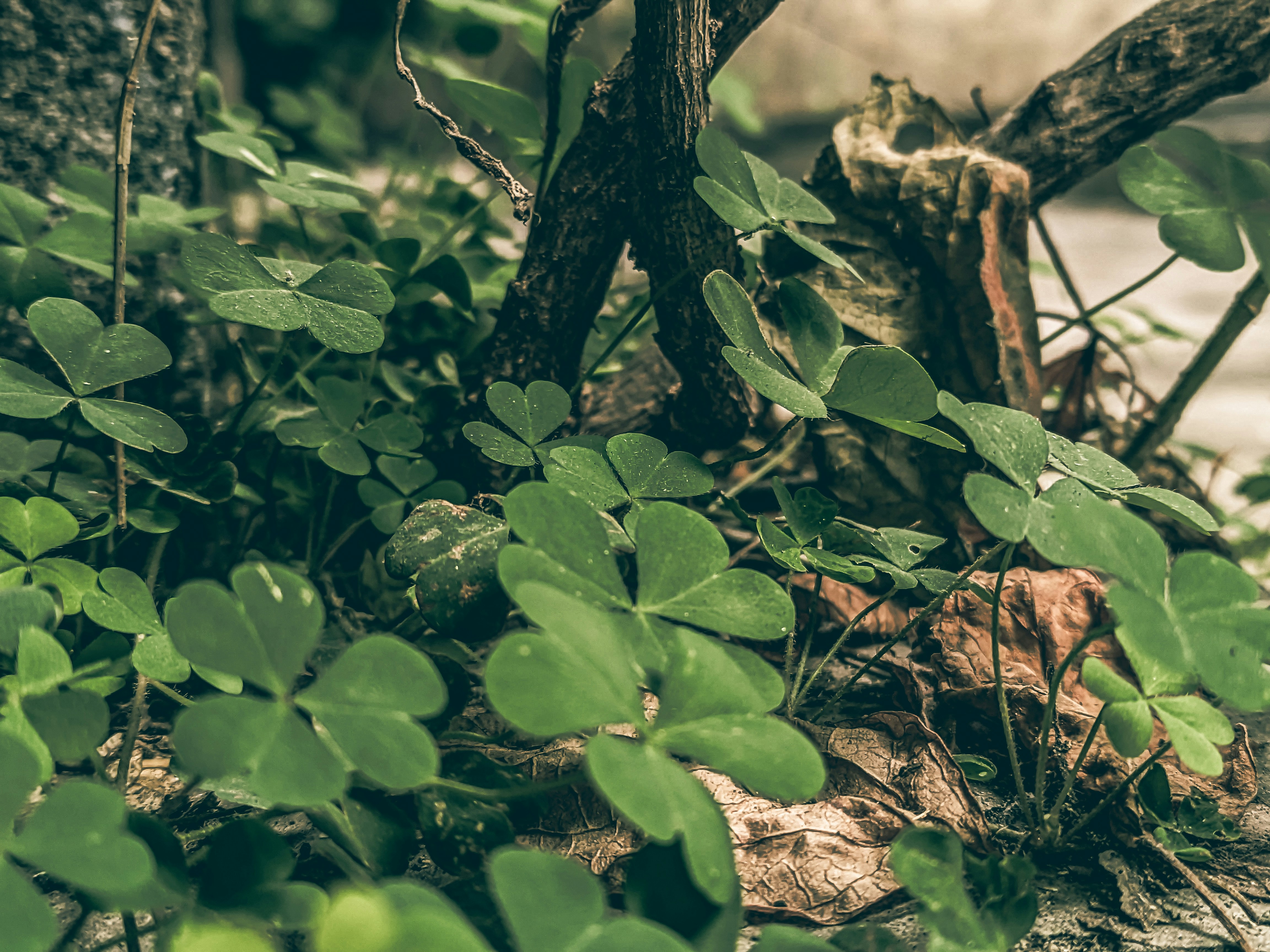 Photo by Sujay Paul with Realme 7 Pro