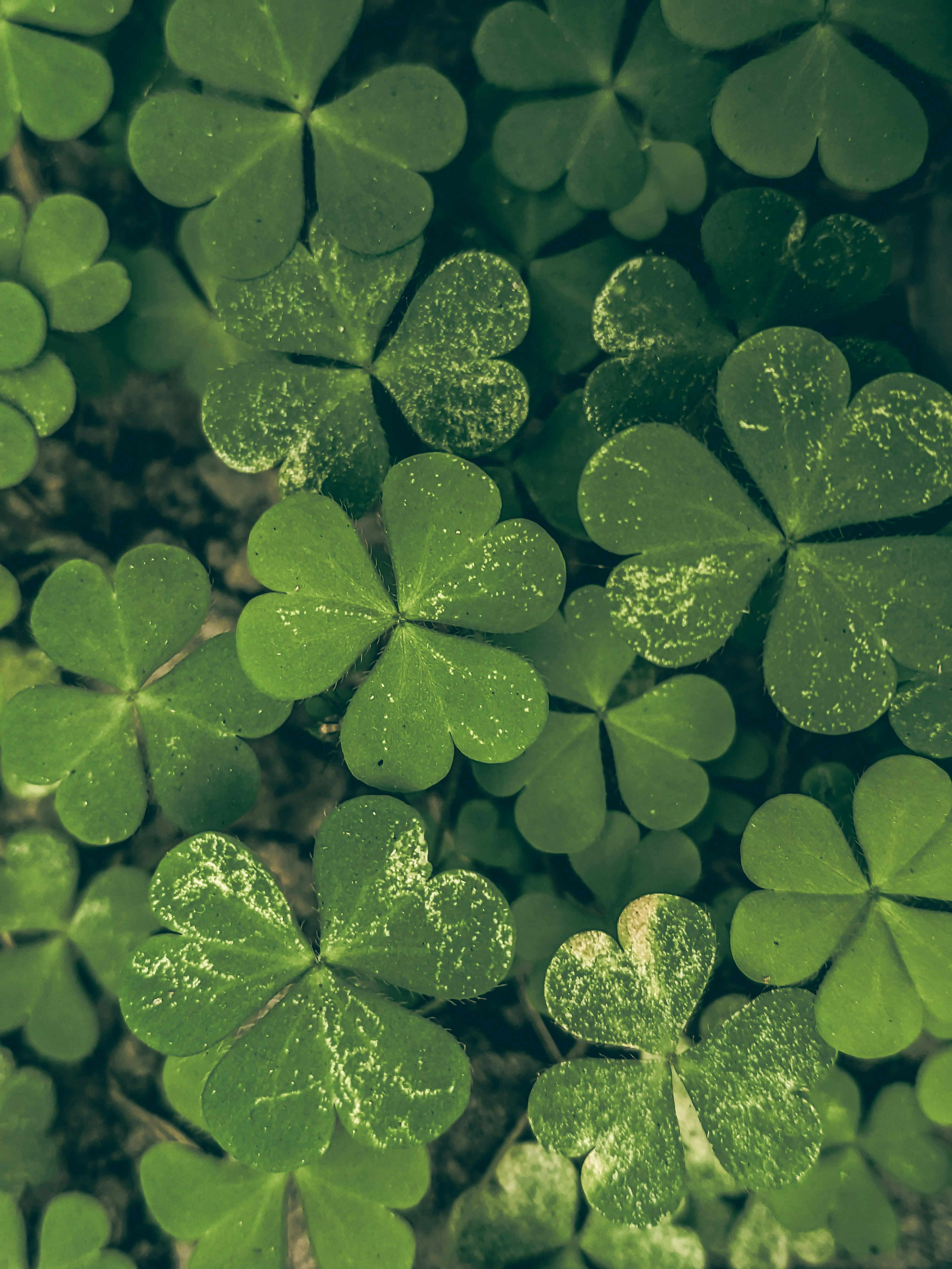 Sample photo from Realme 7 Pro