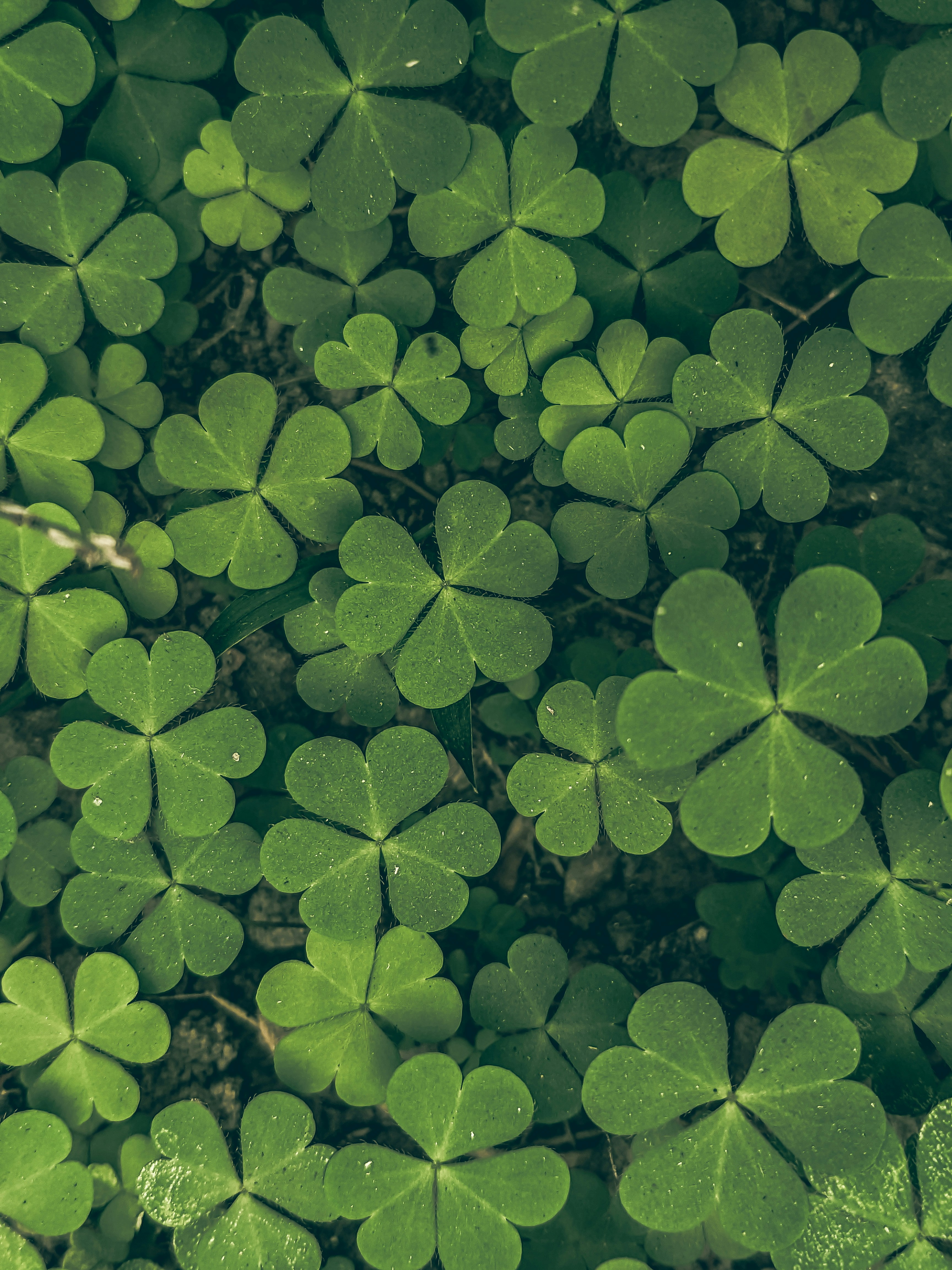 Photo by Sujay Paul with Realme 7 Pro