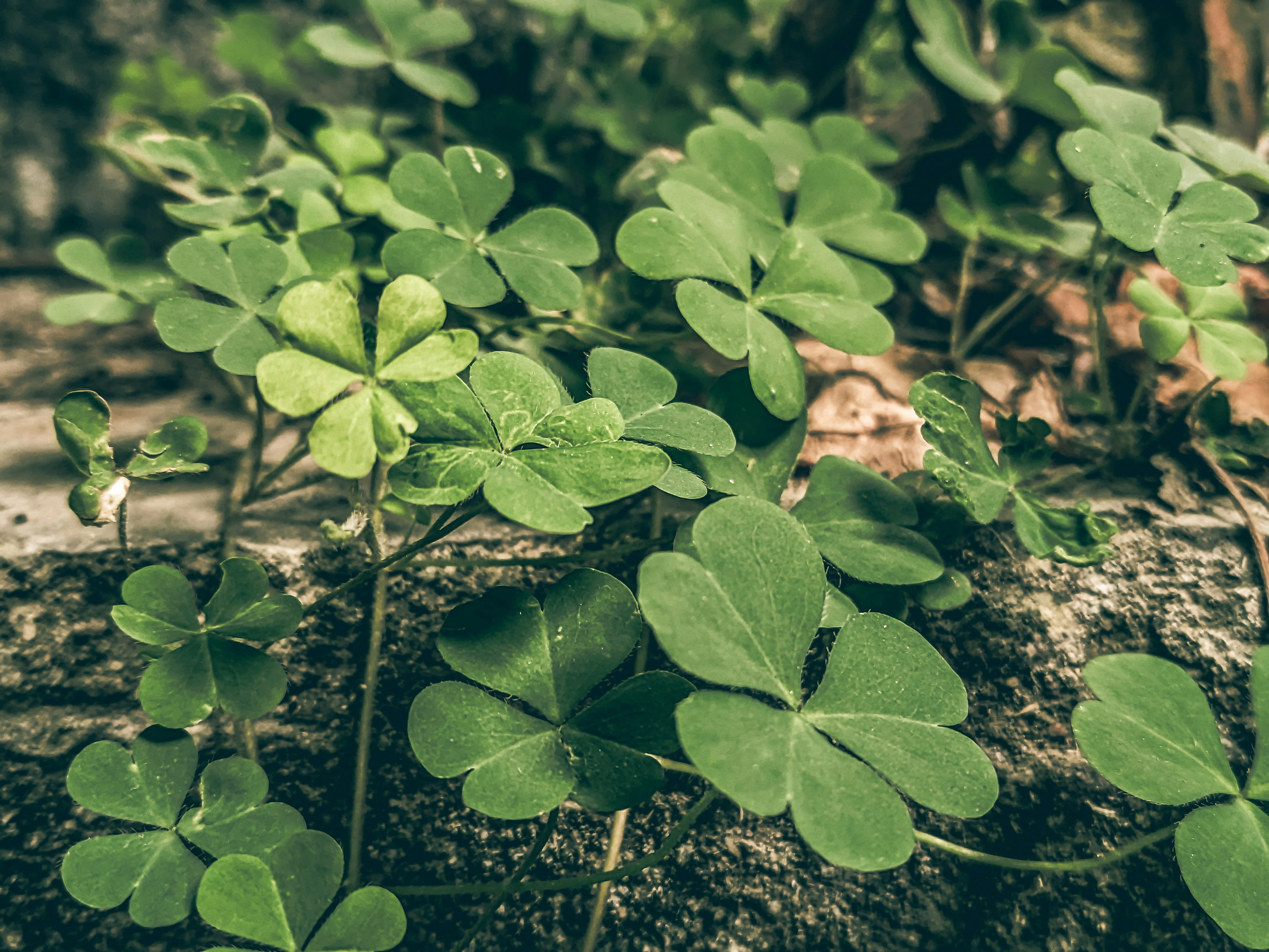 Photo by Sujay Paul with Realme 7 Pro