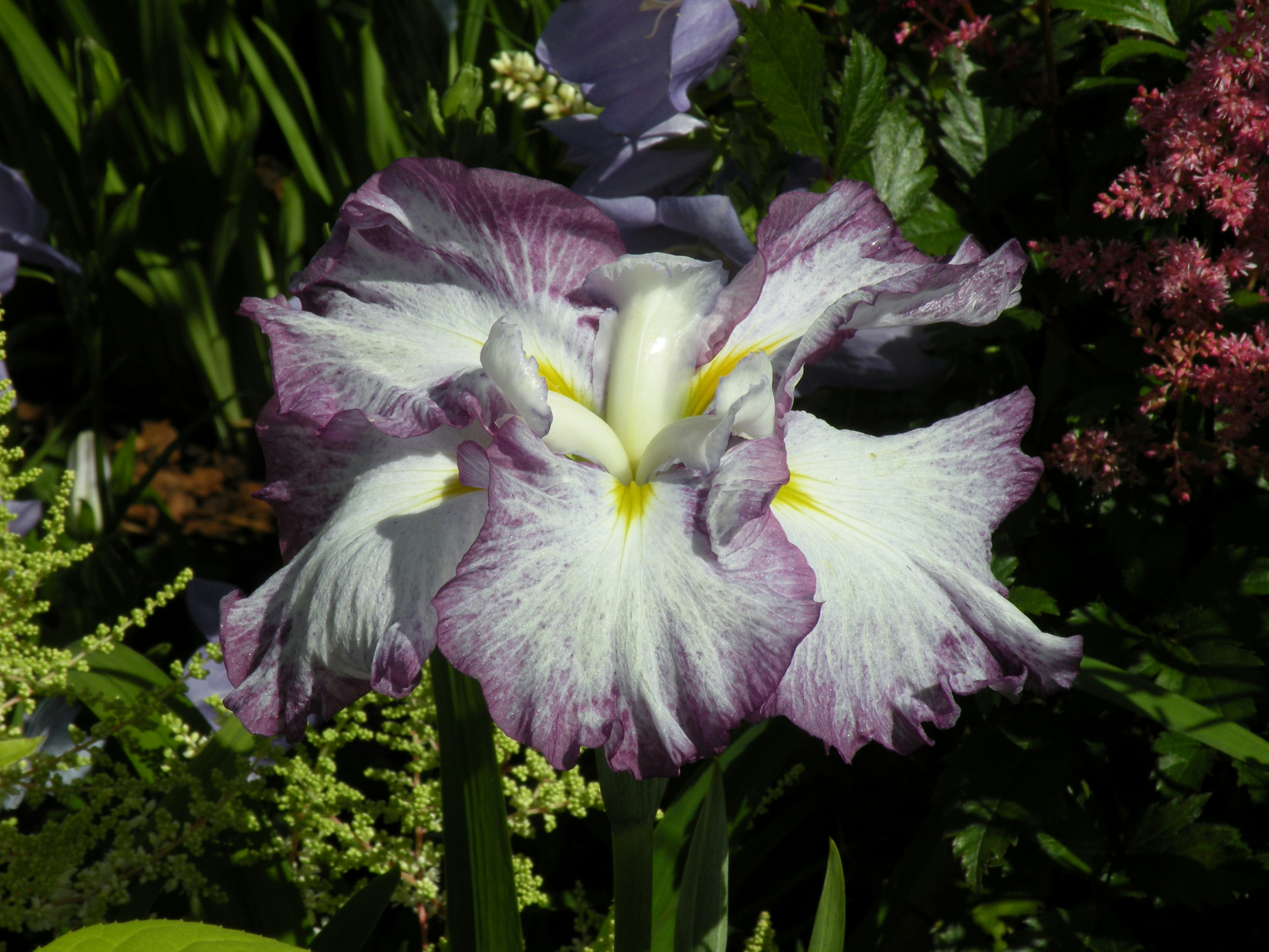 A close-up of a delicate purple and white iris flower.