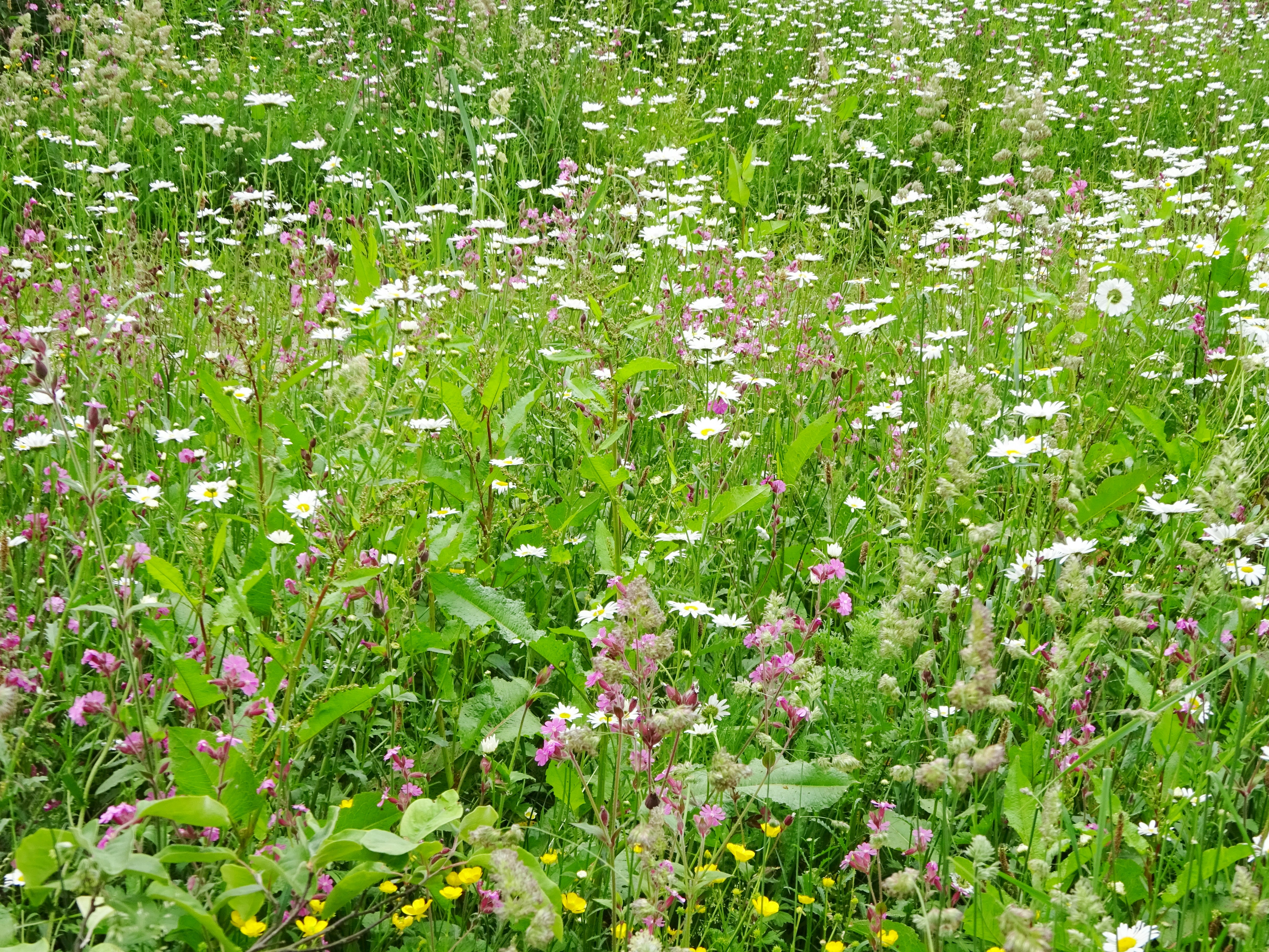 Wildflower Mosaic: A sunlit meadow in bloom