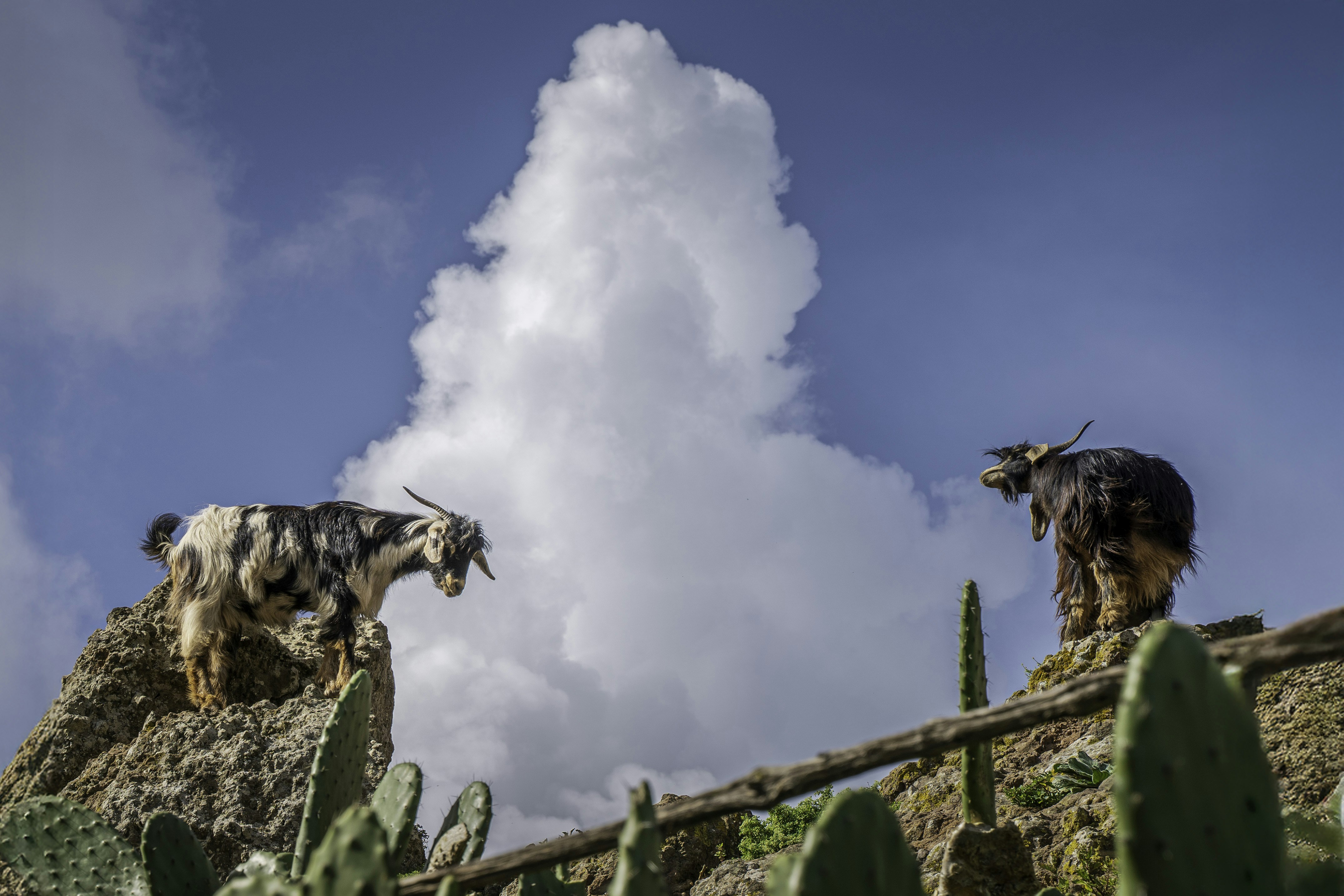 Photo by Raul Kozenevski with Sony Alpha 7 III