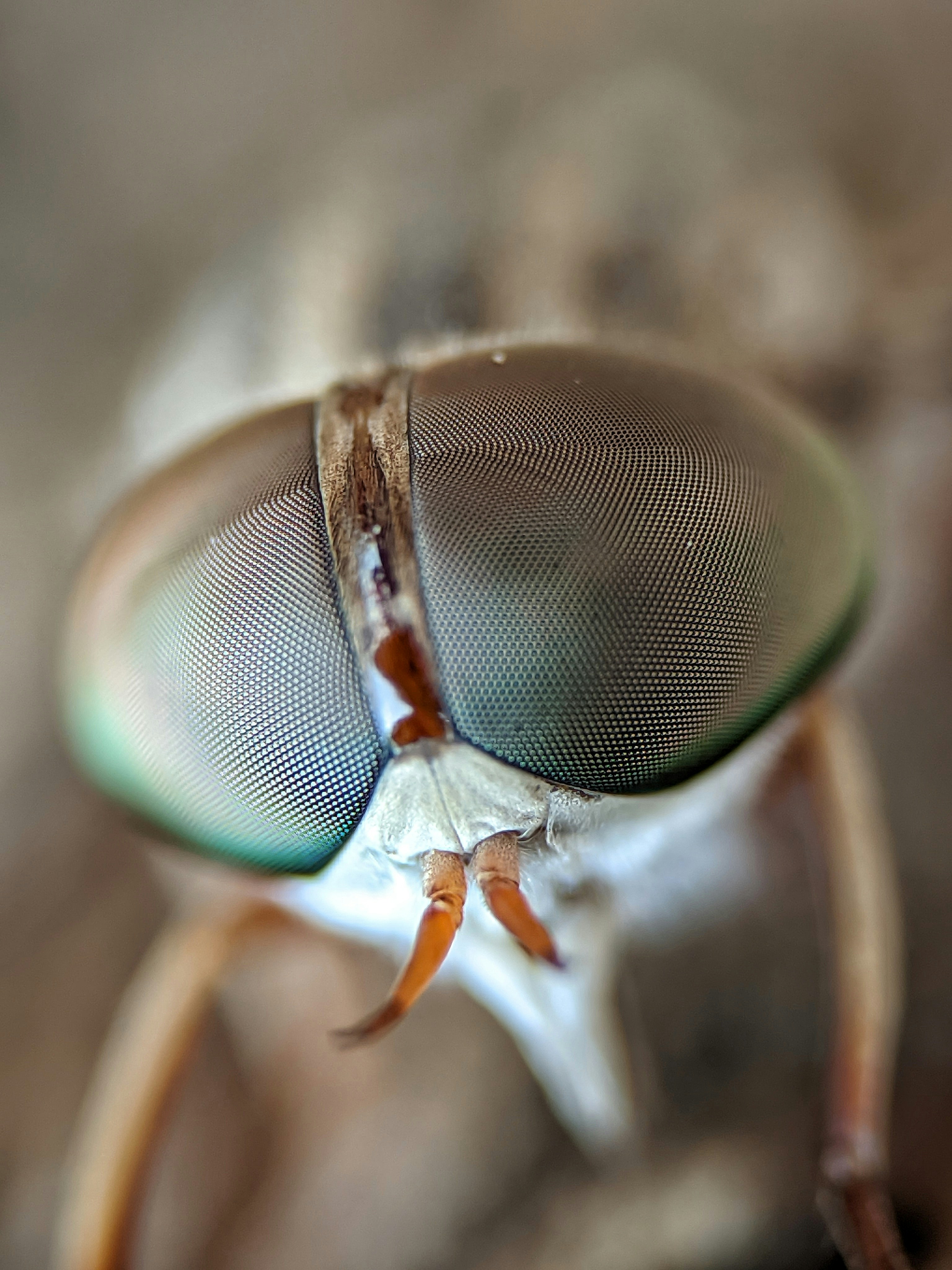 Extreme close-up of a horsefly's compound eyes