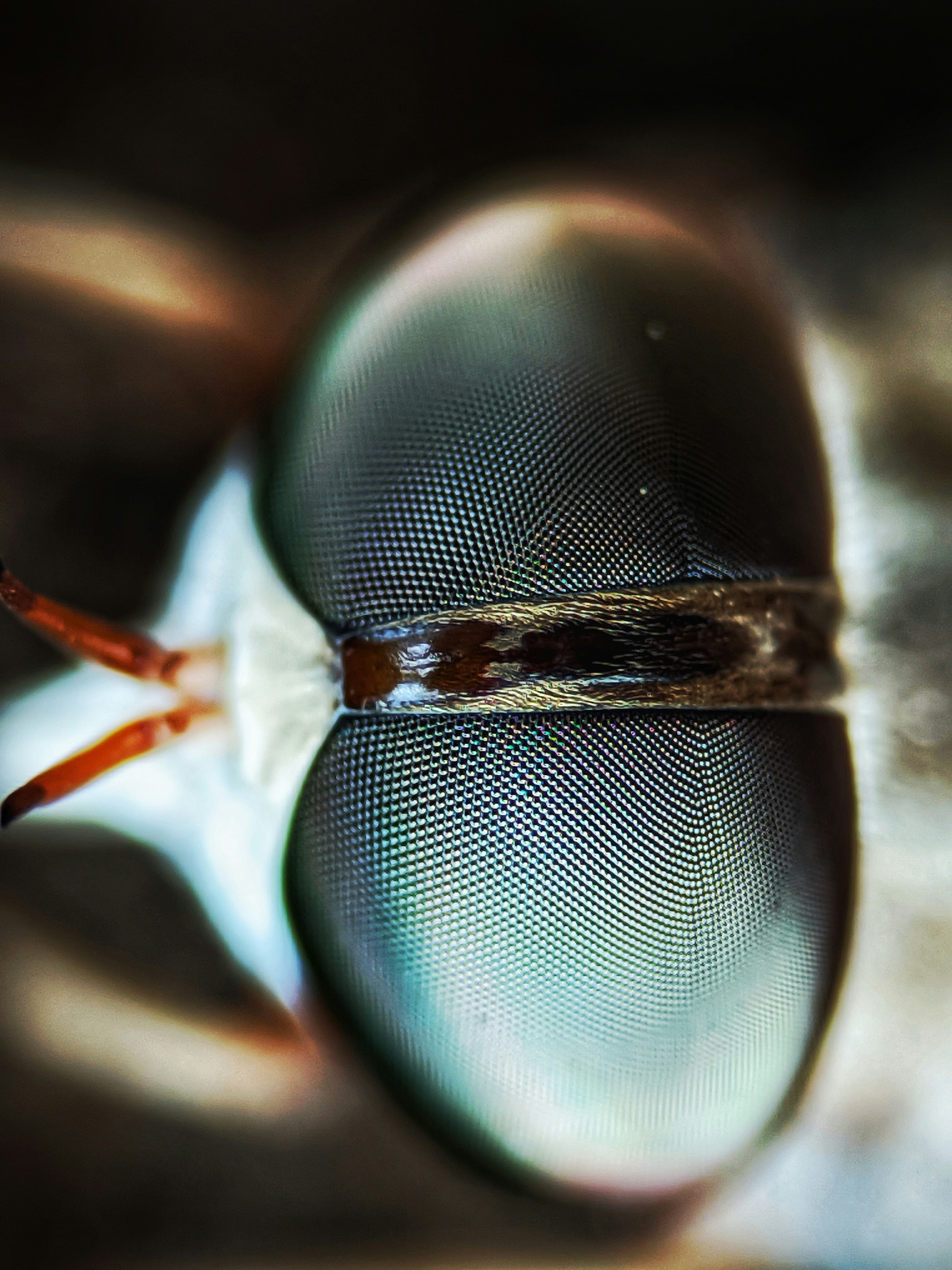 Extreme close-up of a fly's compound eye.