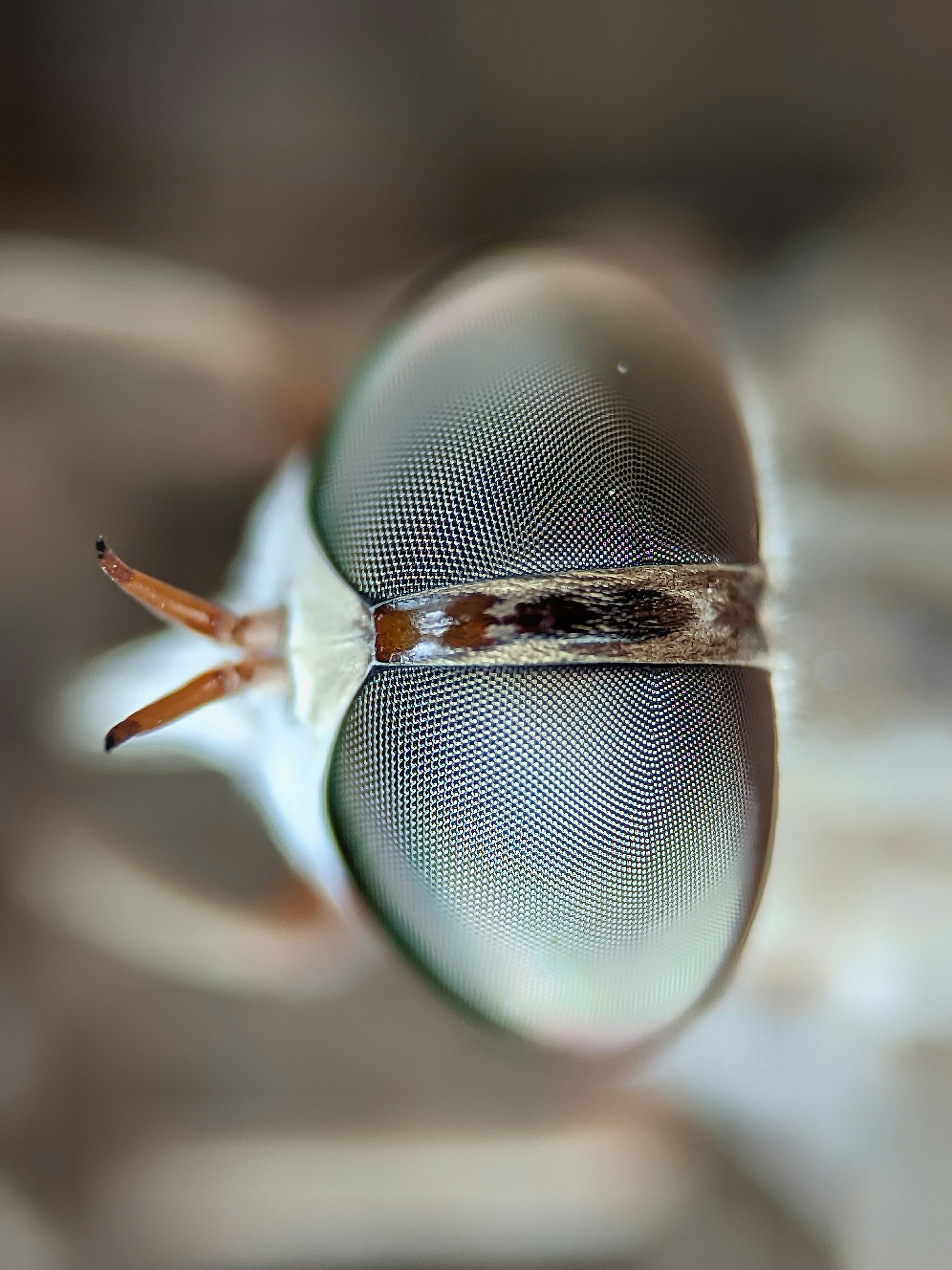 Extreme close-up of a fly's compound eye.