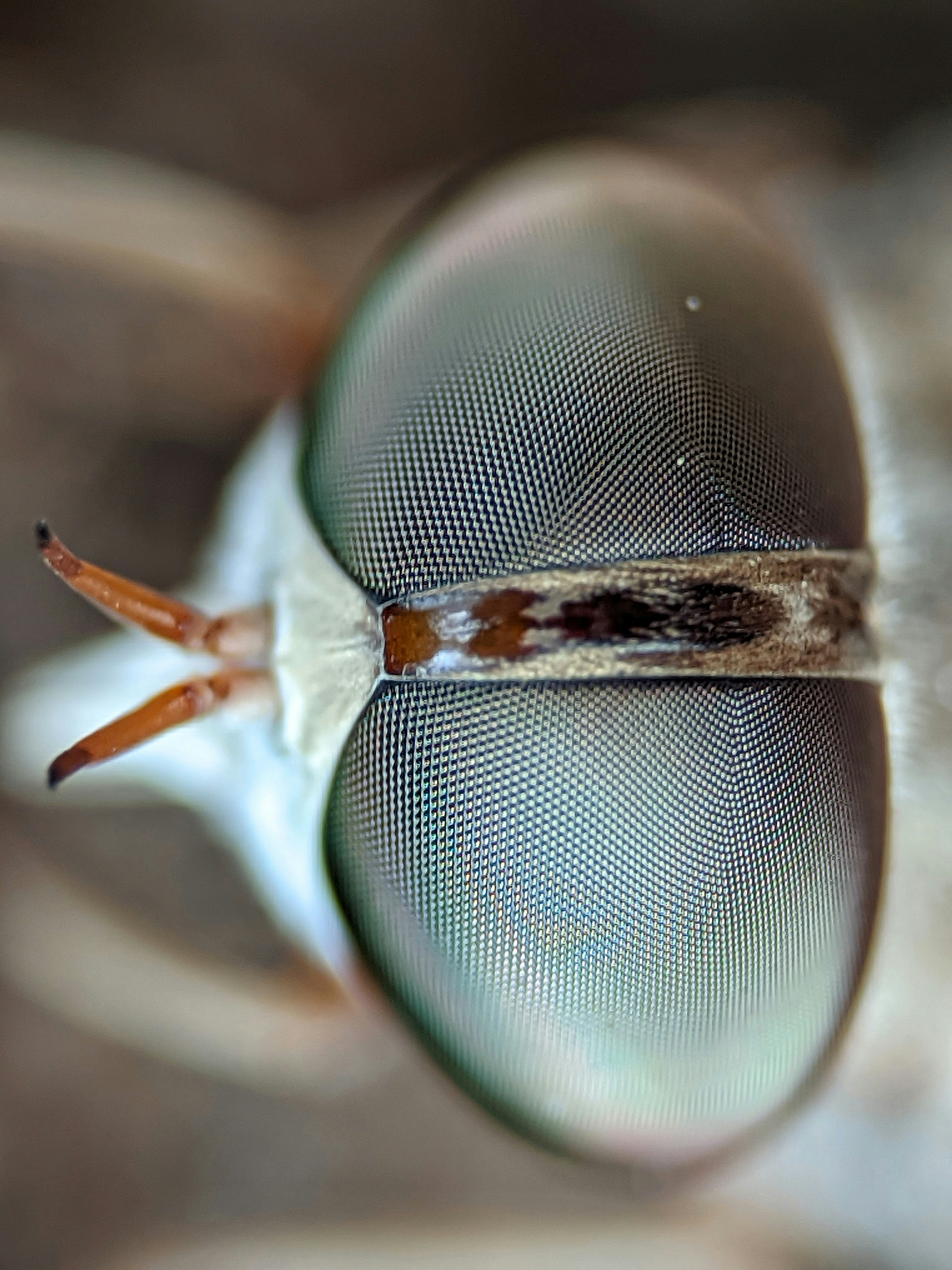 Extreme close-up of a fly's compound eye