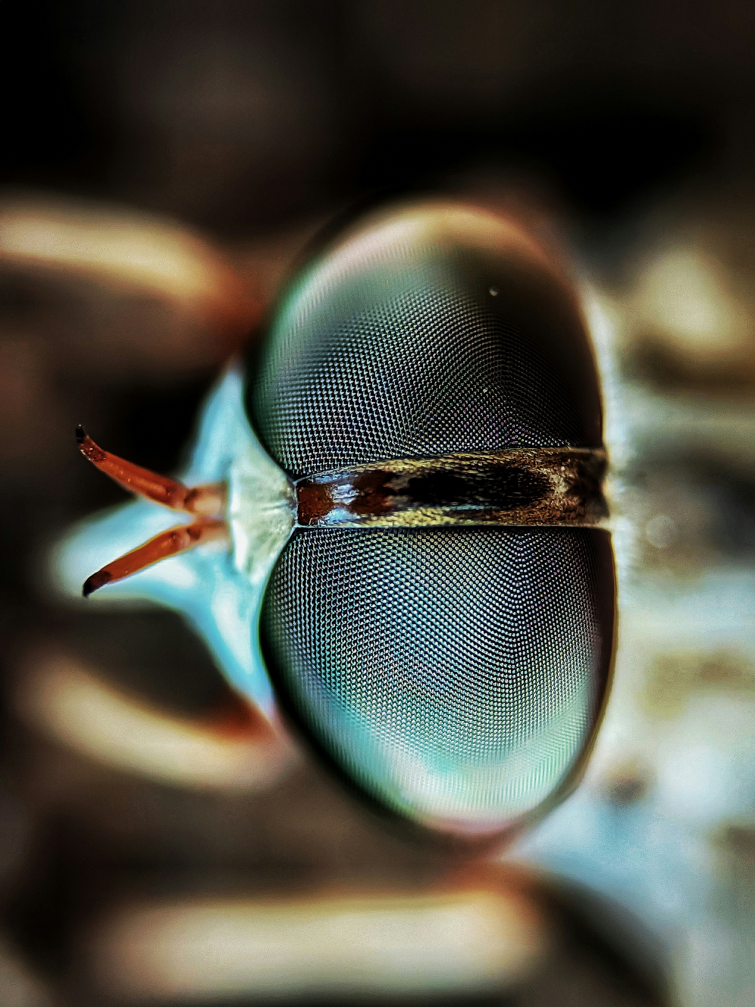 Extreme close-up of a fly's compound eye