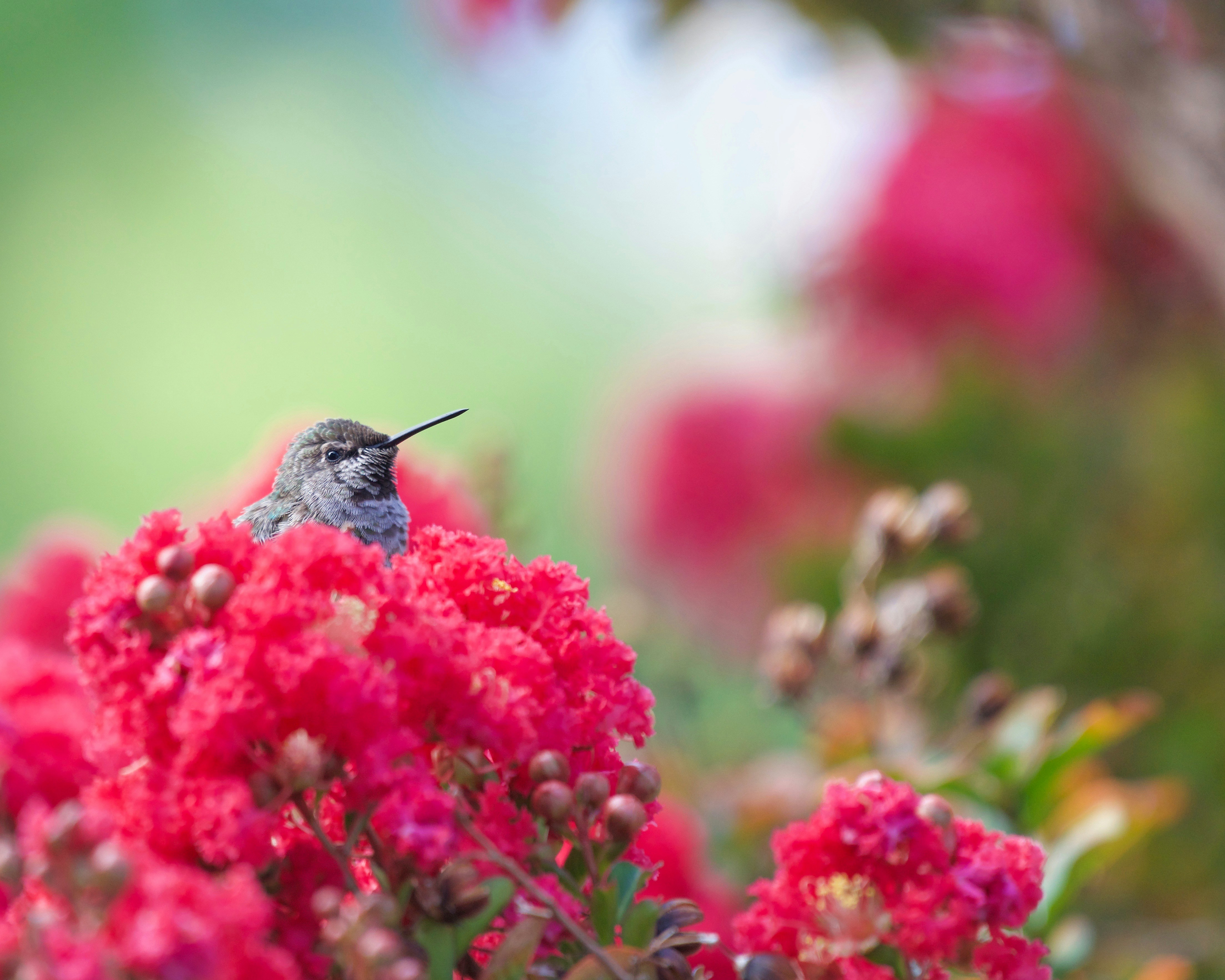 Annas Hummingbird
