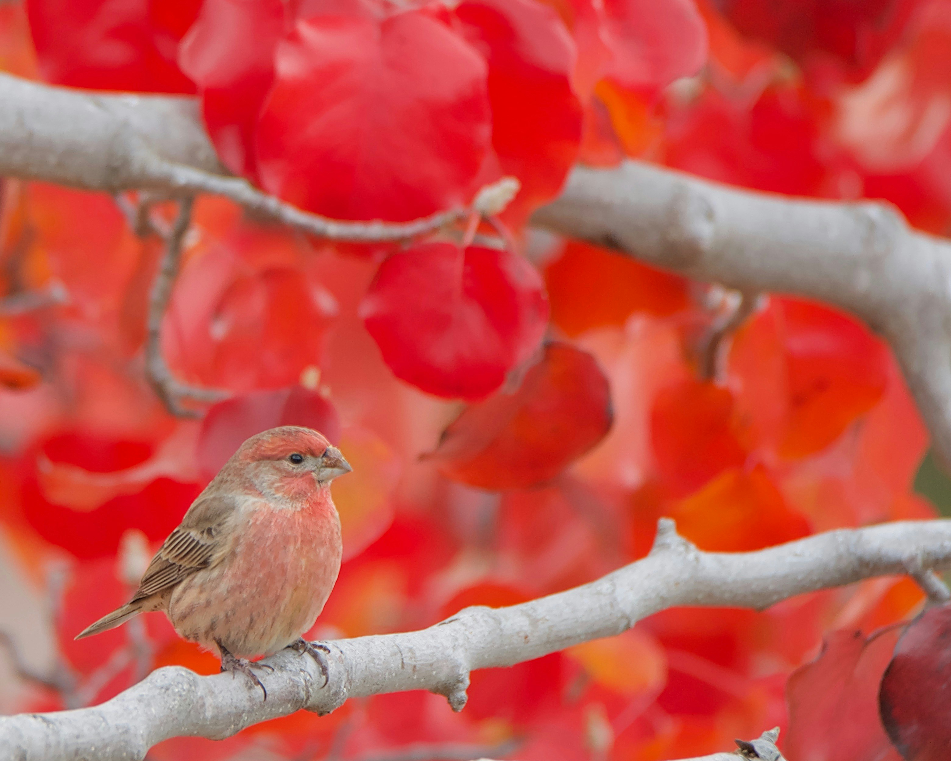 House finch